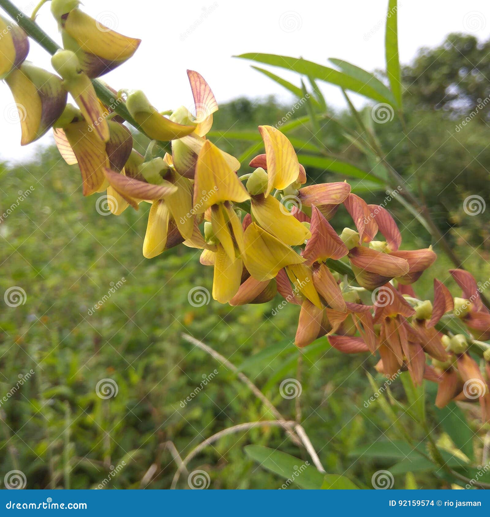 Bunga semak stock photo. Image of wild, flower, semak - 92159574