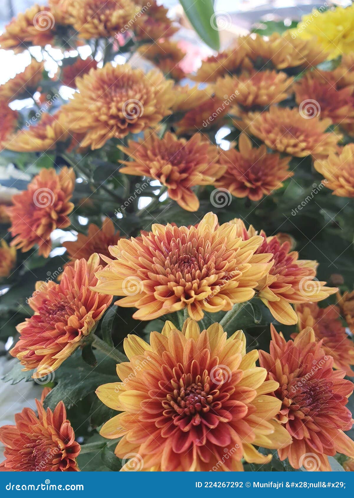 Bunga seruni stock photo. Image of bunga, seruni, beautiful - 224267292