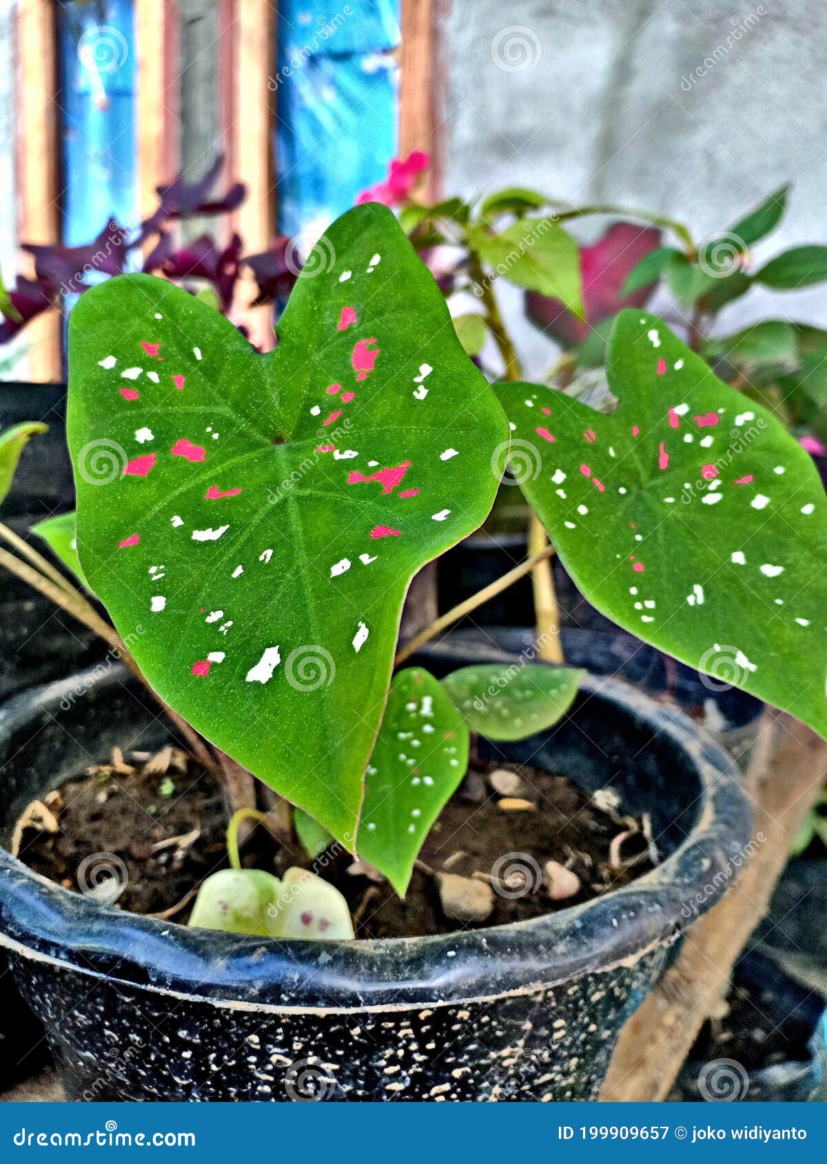 Bunga siang hari stock image. Image of hari, produce - 199909657