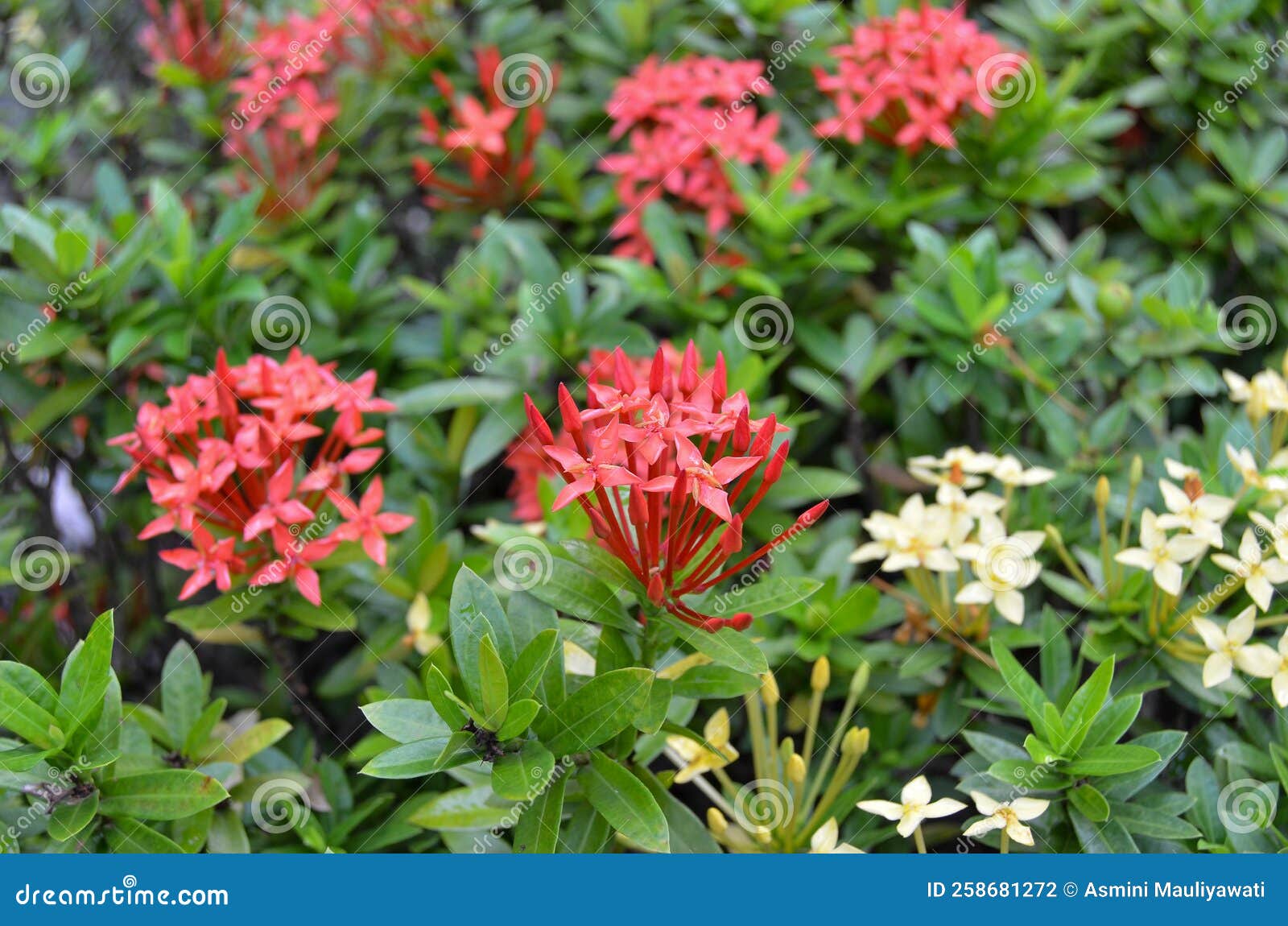 Bunga Soka or Ixora Coccinea Plants Stock Photo - Image of leaf, nature ...