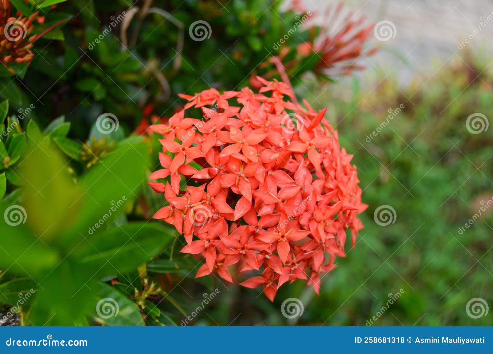 Bunga Soka or Ixora Coccinea Plants Stock Photo - Image of coccinea ...