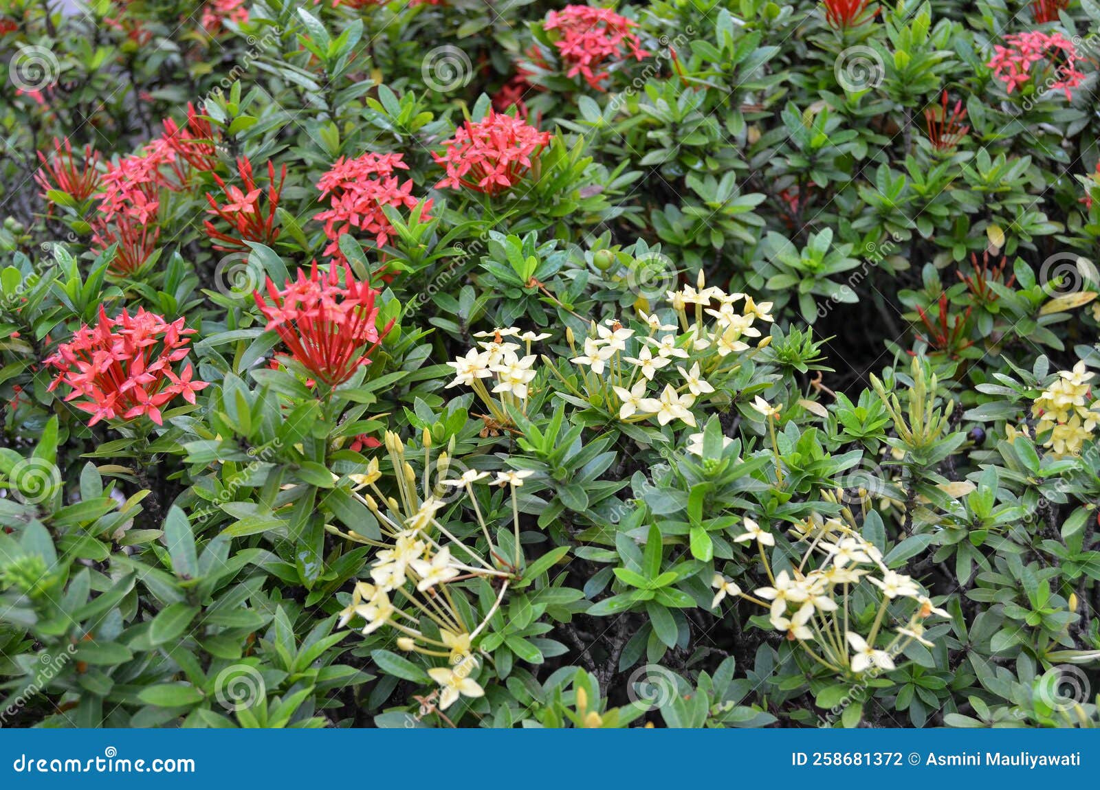 Bunga Soka or Ixora Coccinea Plants Stock Photo - Image of ixora ...