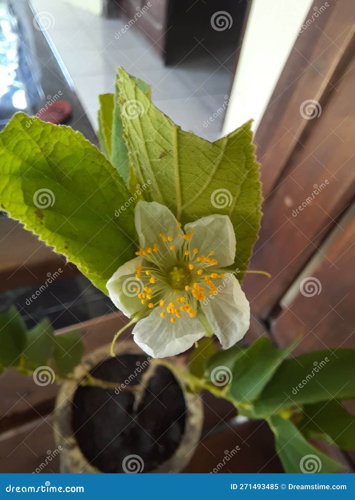 Talok Stek Stock Photos - Free & Royalty-Free Stock Photos from Dreamstime