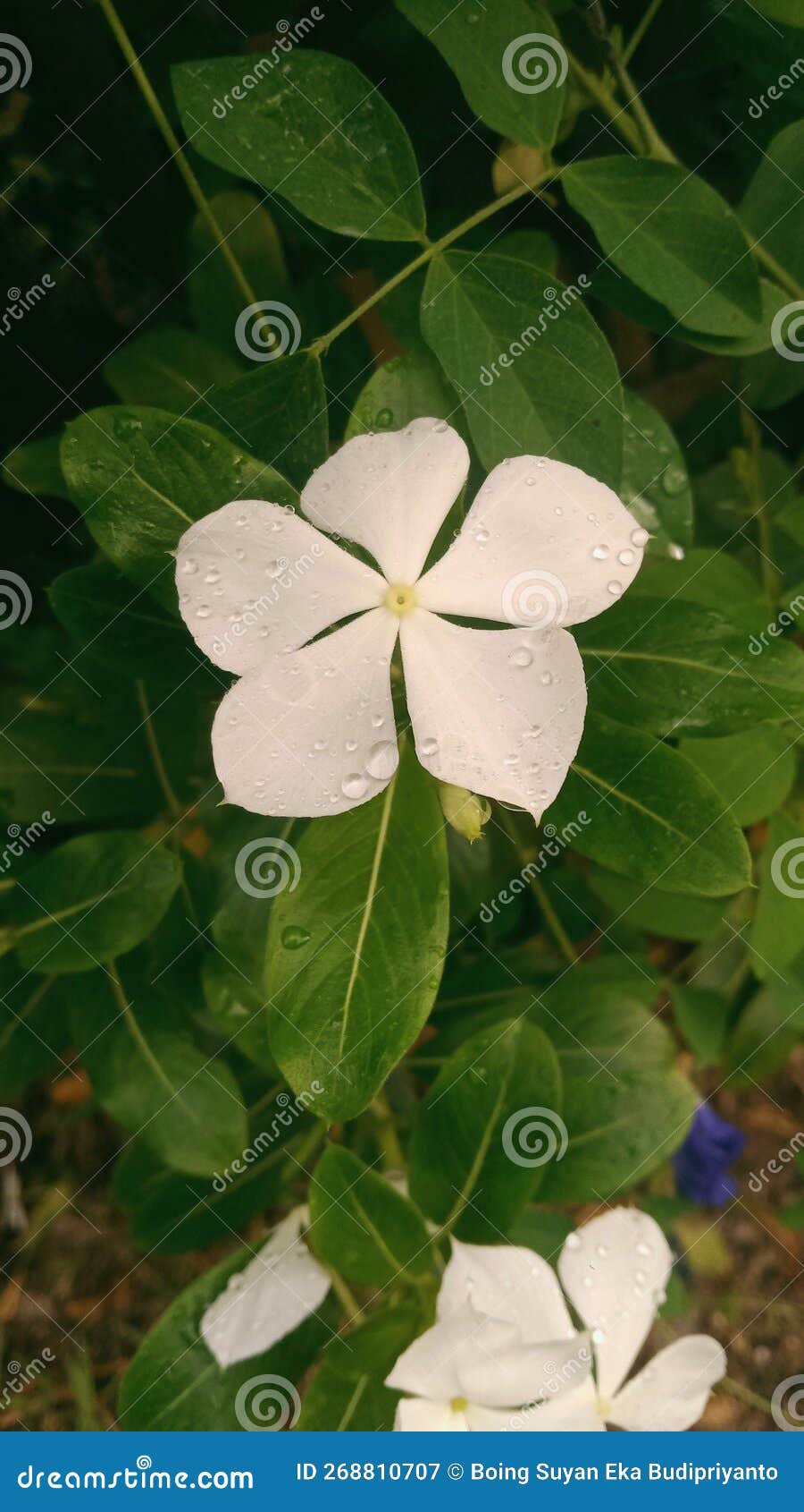 Bunga Tapak Dara Madagascar Periwinkle Flower Stock Image - Image of ...