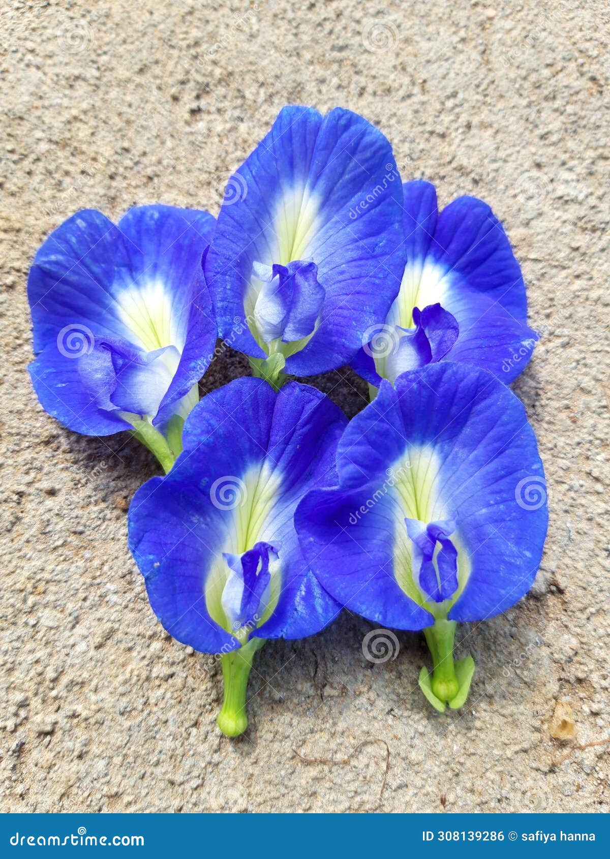 Bunga Telang & X28;Clitoria Ternatea& X29; Stock Photo - Image of ...