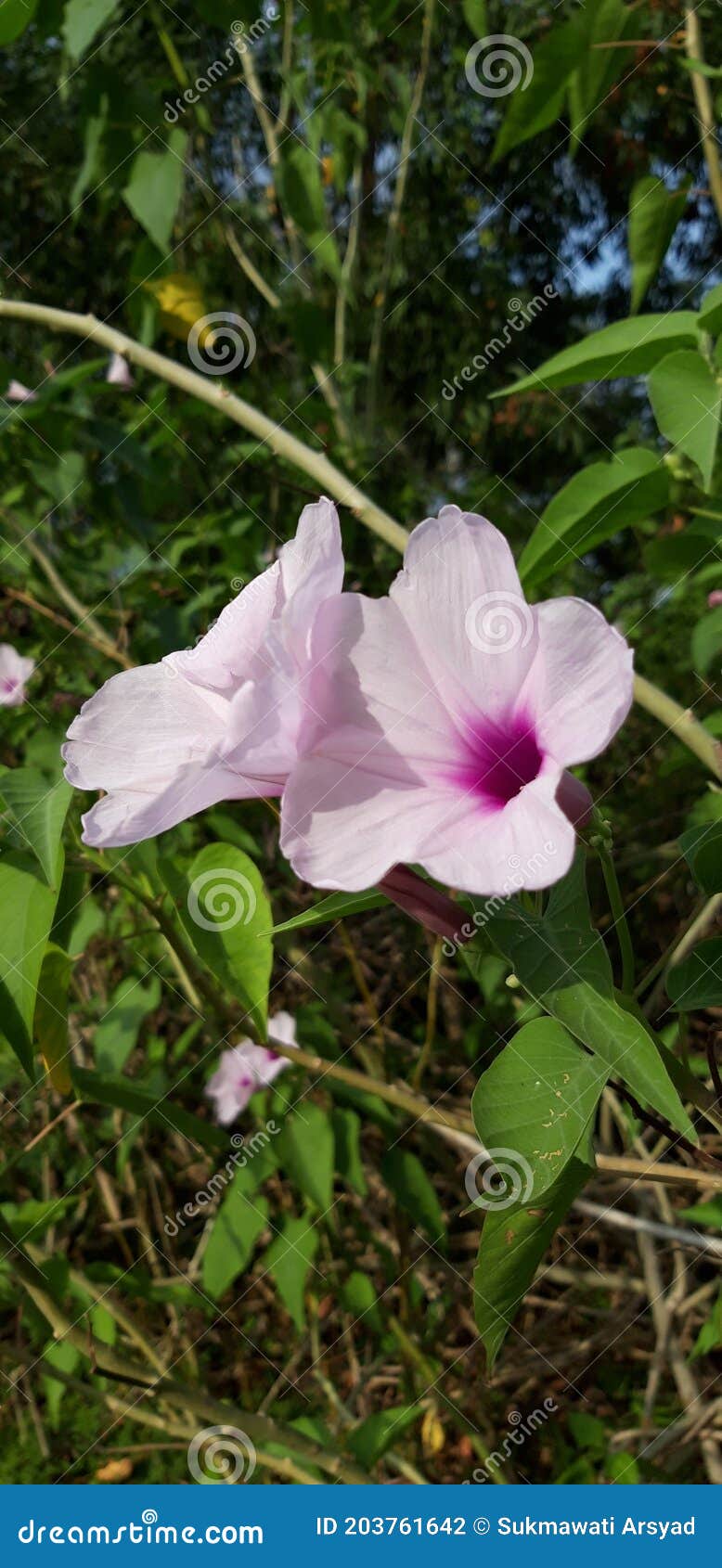 Bunga Terompet From Grandfather Farm Royalty-Free Stock Image ...
