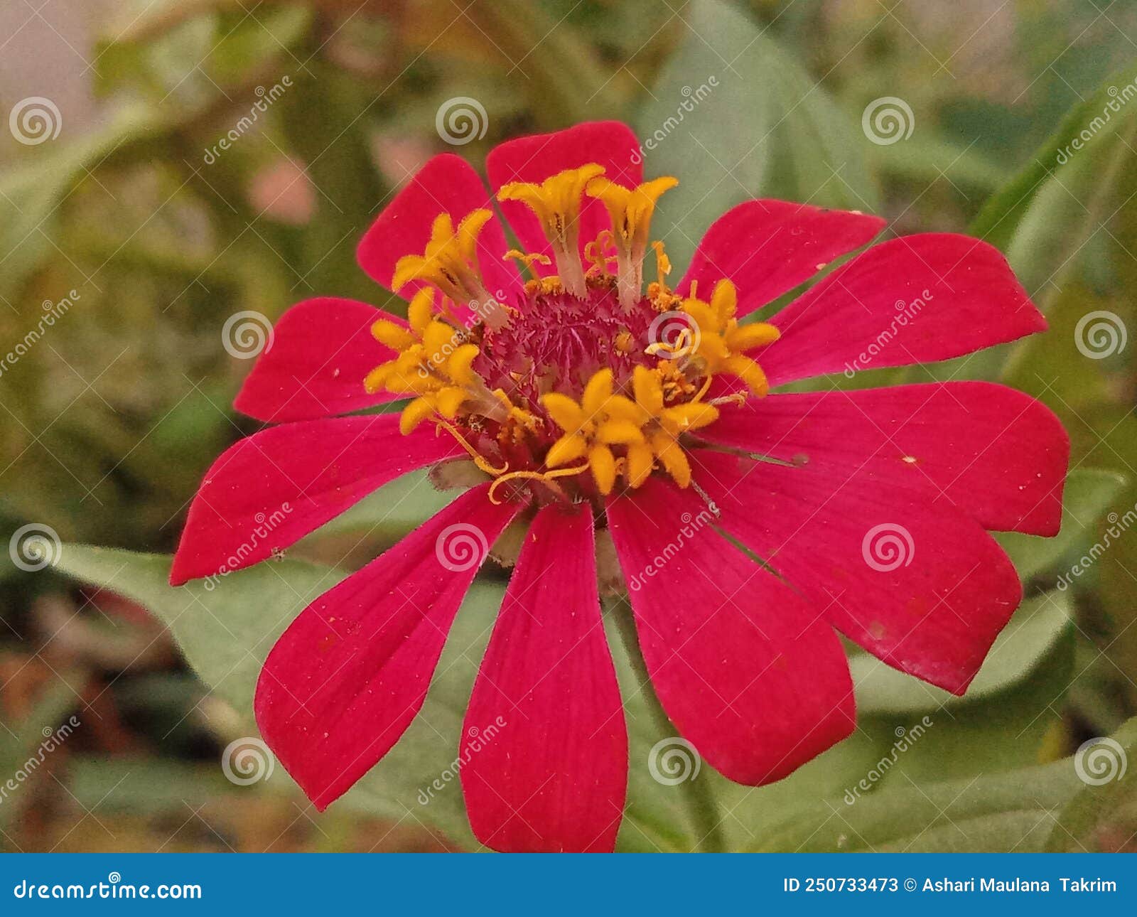 Bunga tropis stock image. Image of tropical, tropis - 250733473