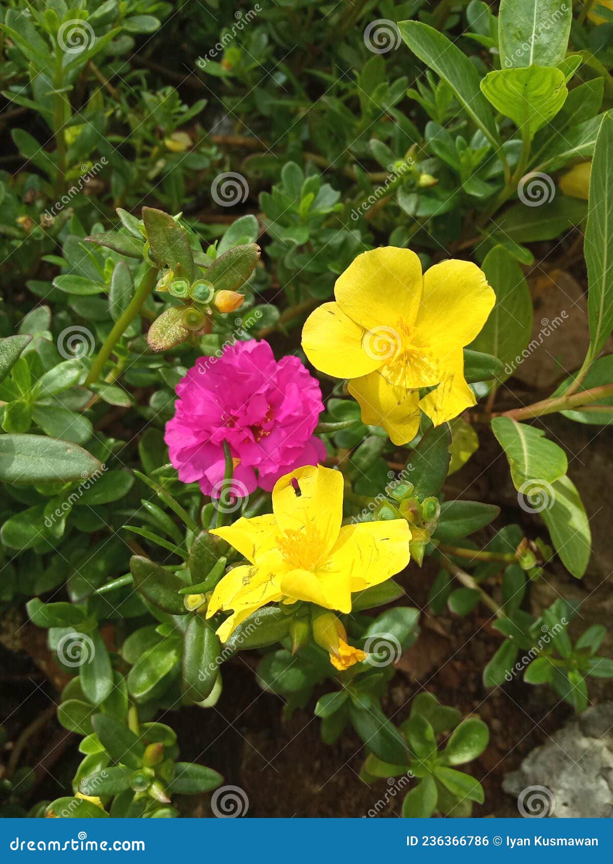 Bunga yang cantik stock photo. Image of yellow, garden - 236366786