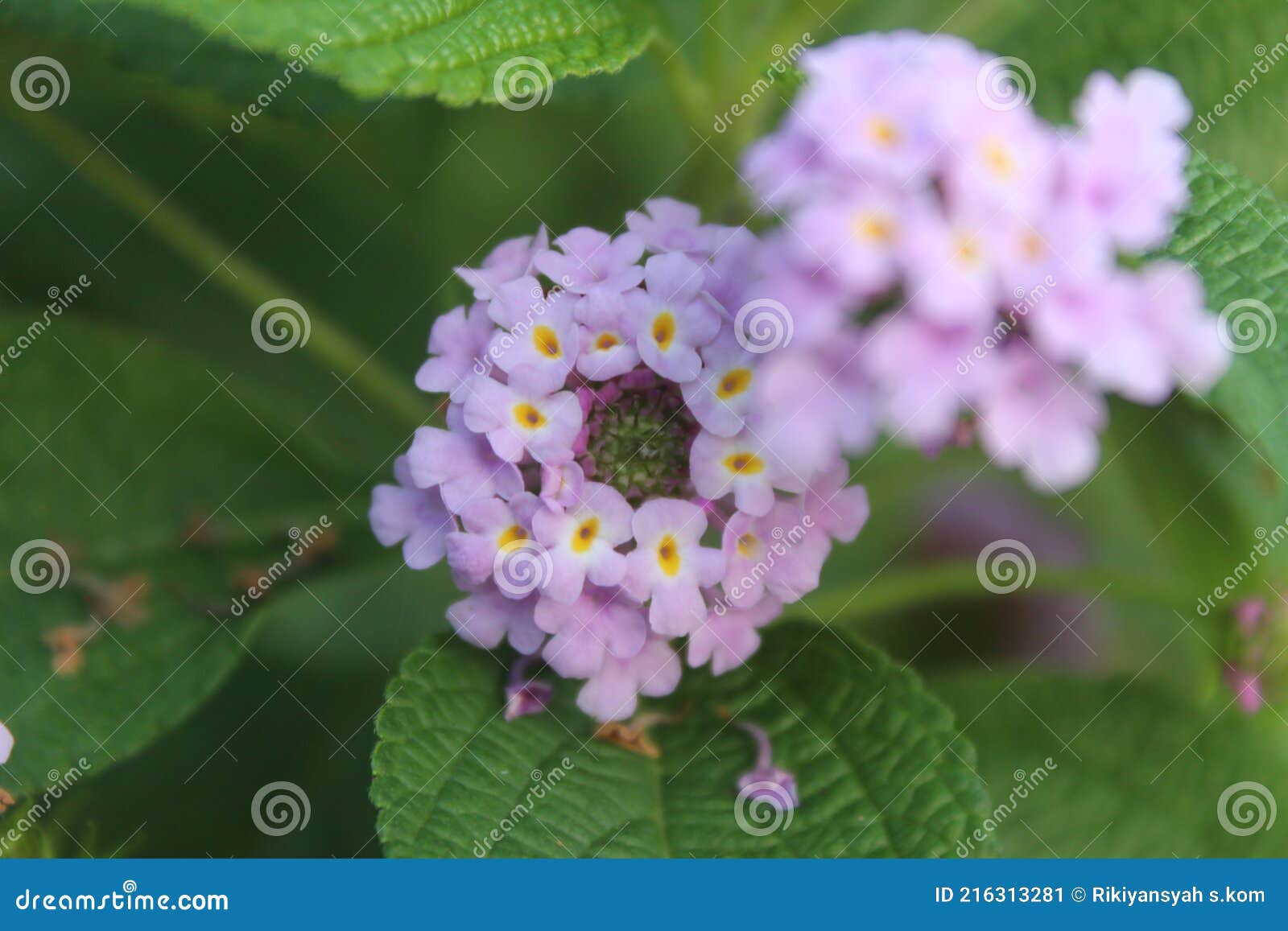 Bunga stock image. Image of insect, petal, purple, blossom - 216313281