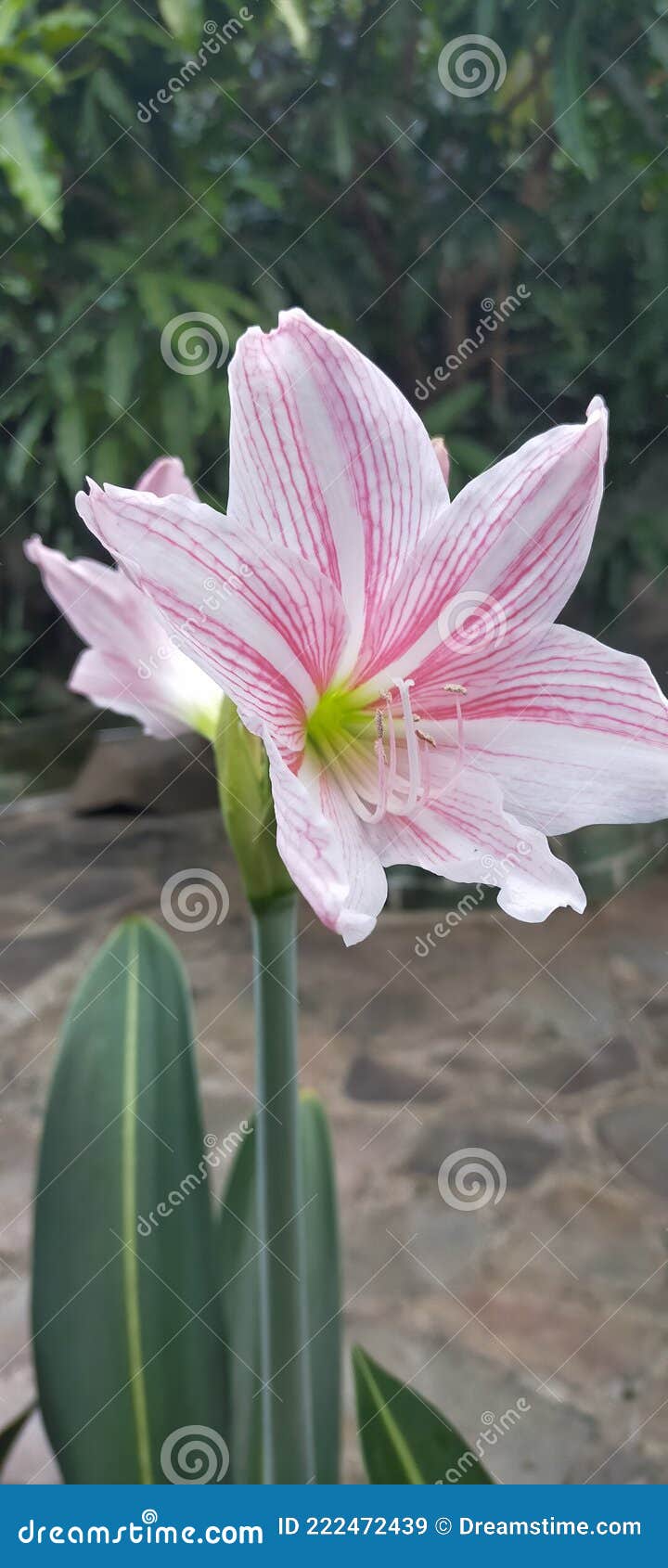 Bunga Yang Mekar Berwarna Merah Kecil-kecil Pada Bunga Kaptus Stock ...