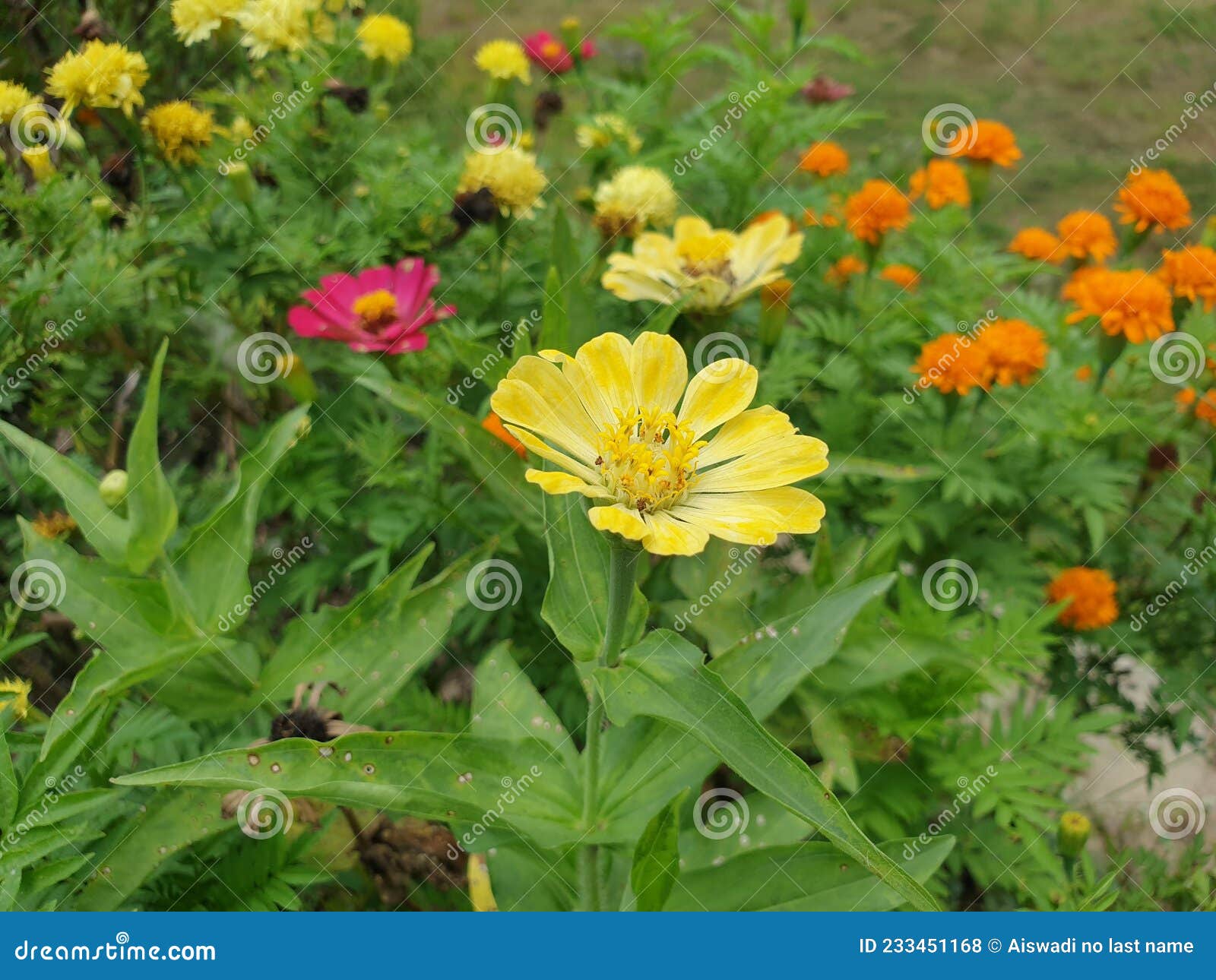 Bunga Zinnia Yellow Dikebun Stock Photo - Image of nature, dikebun ...