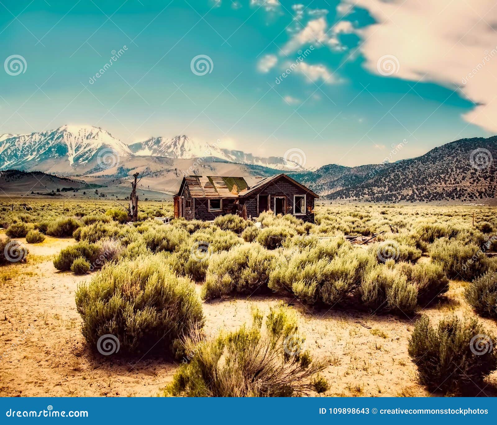 Bungalow, Bush, Cabin Picture. Image: 109898643