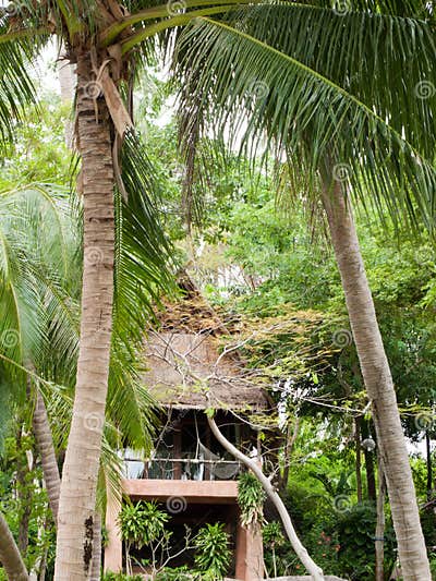 Bungalow in palm trees stock photo. Image of wooden, traditional - 17144474