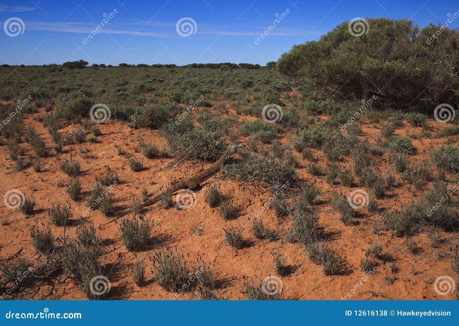 Bungarra in Habitat stock photo. Image of native, bungarra - 12616138