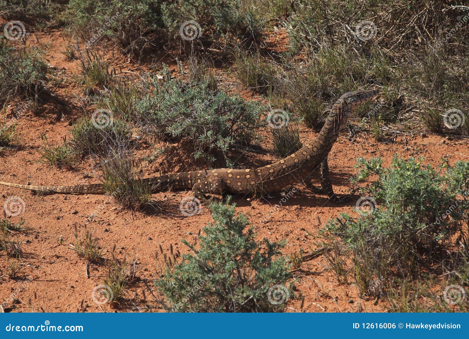 Bungarra Specimen stock photo. Image of carnivore, dirt - 12616006