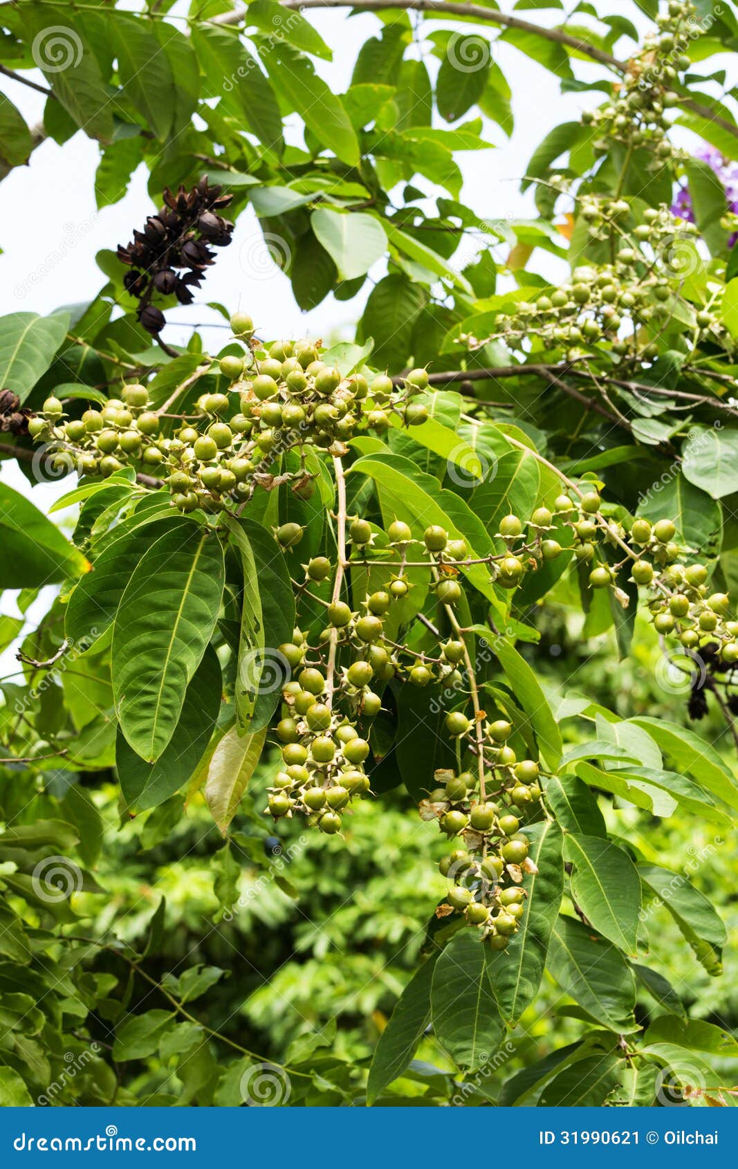 Bungor tree stock image. Image of group, leaves, limb - 31990621
