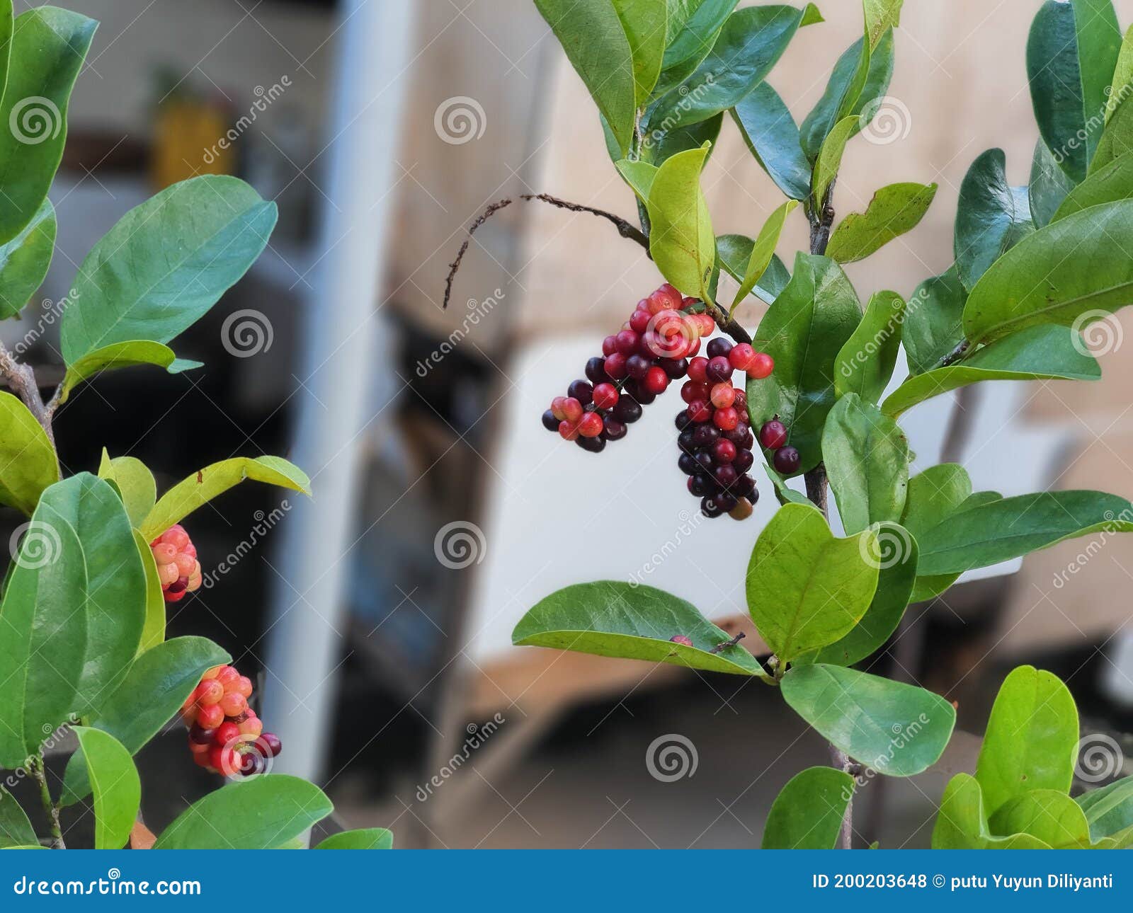 Buni Tree with the Exotic Fruit Stock Photo - Image of tropical, pretty ...