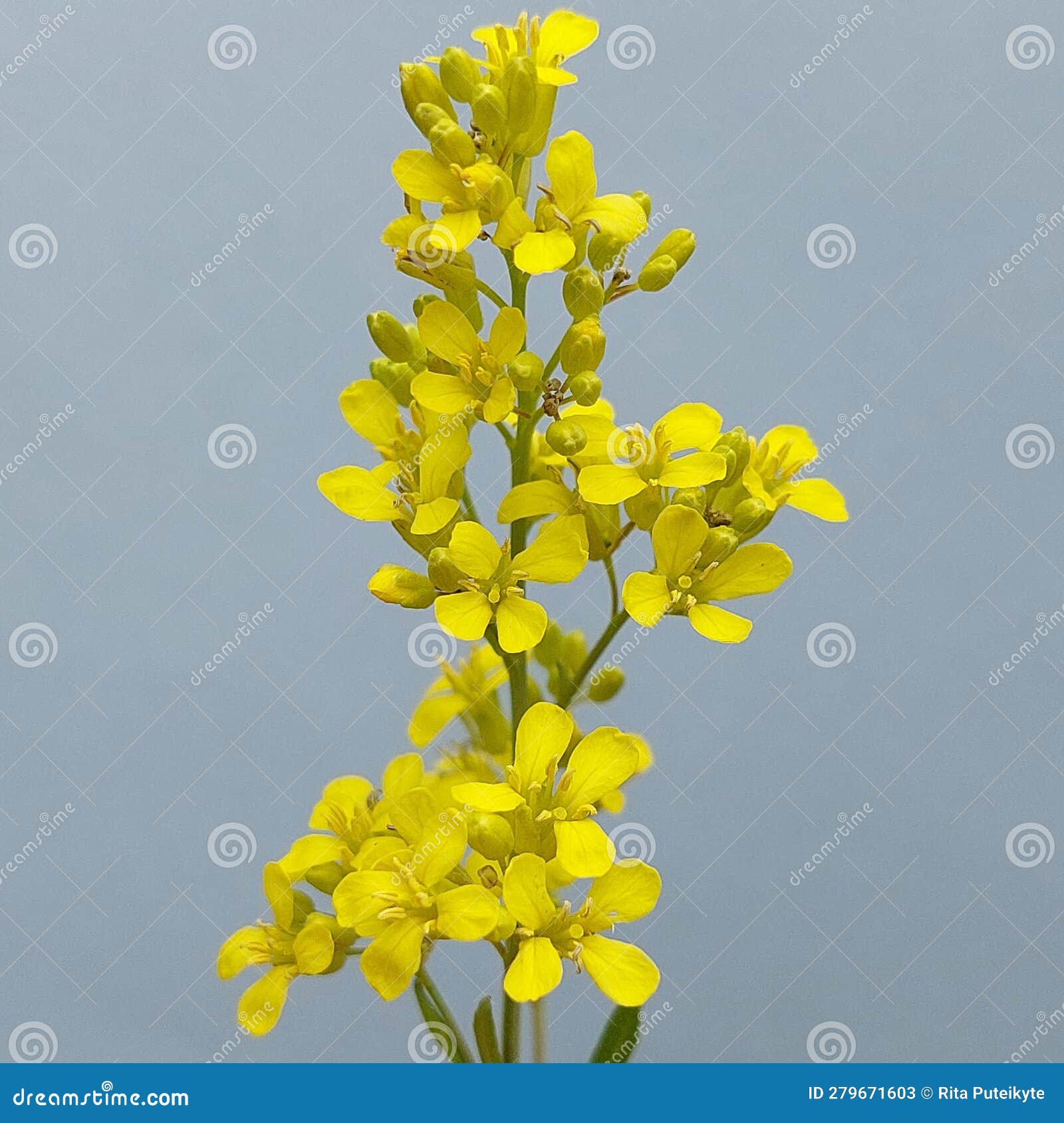 Bunias orientalis stock image. Image of rocket, nature - 279671603