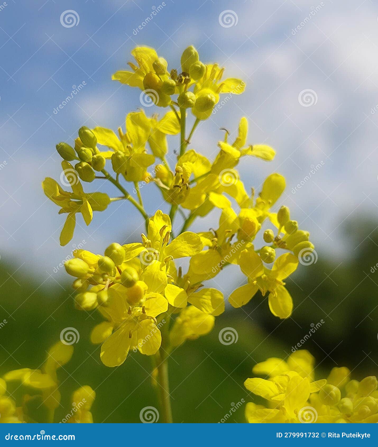 Bunias Orientalis, the Turkish Wartycabbage Stock Photo - Image of herb ...