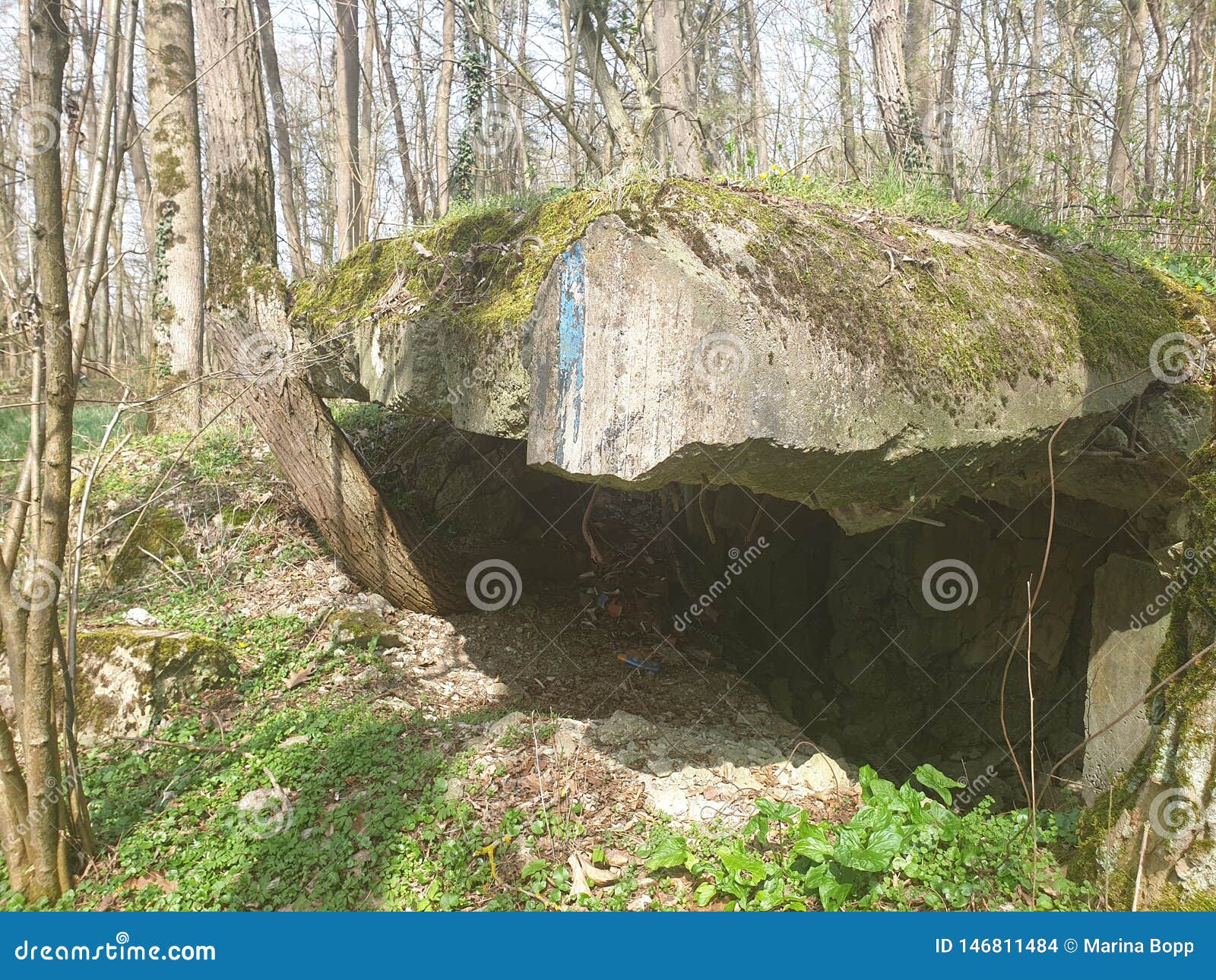 Bunkerbaum stock photo. Image of tree, bunker, bunkerbaum - 146811484