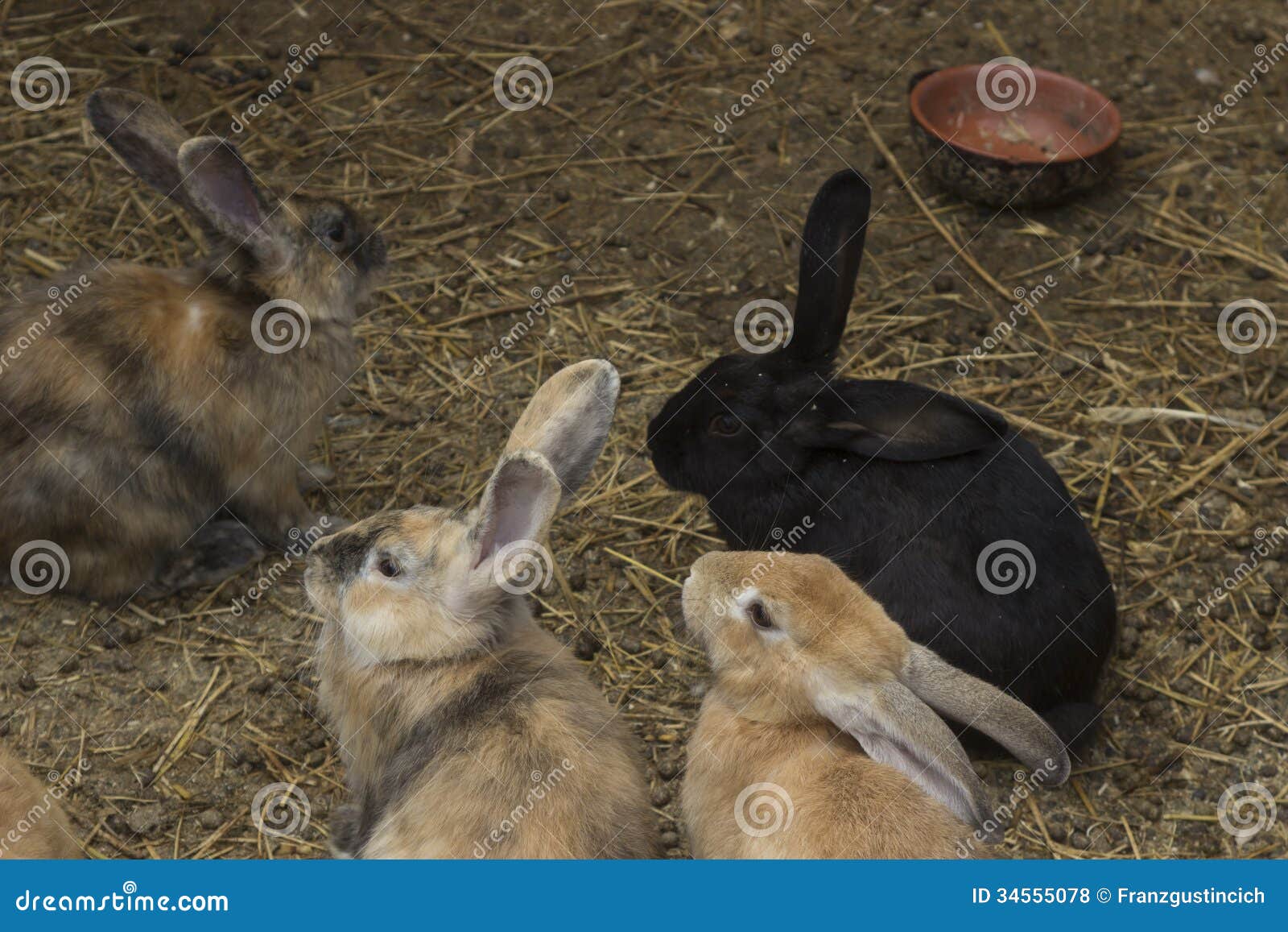 Bunnies stock photo. Image of sweet, breeding, black - 34555078