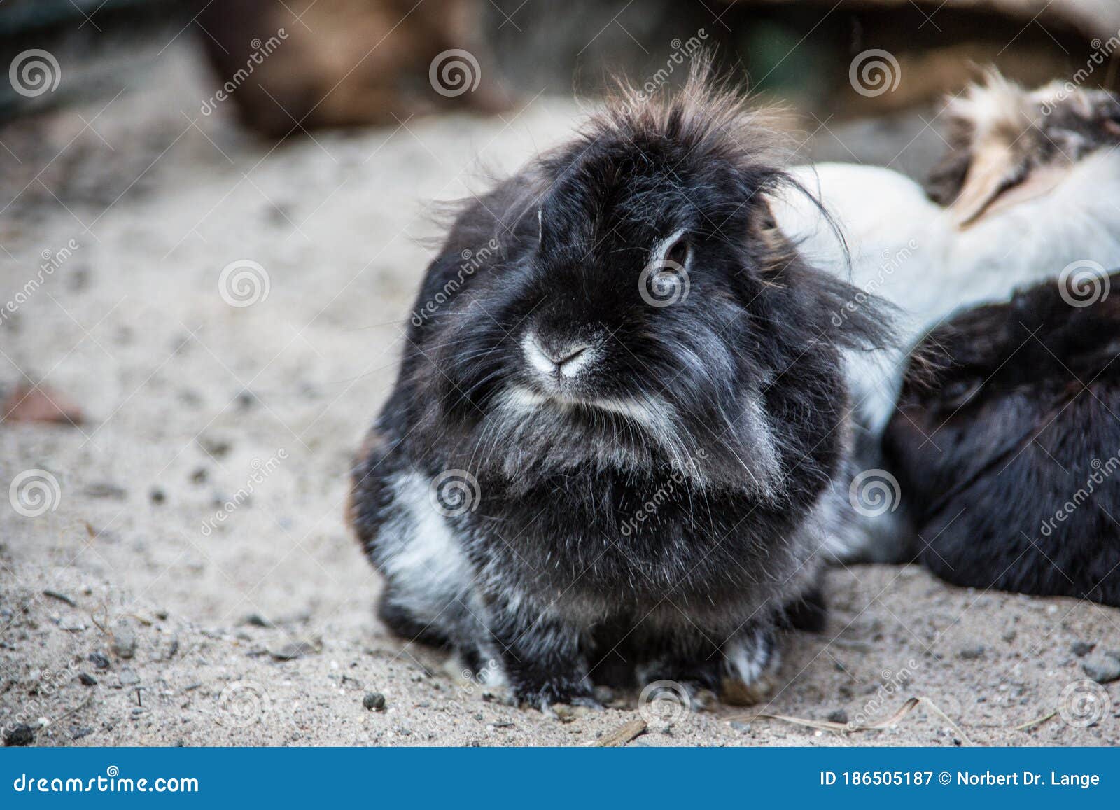 Bunnies in the field stock image. Image of vertebrates - 186505187