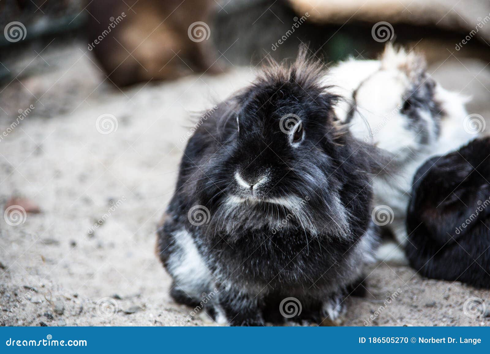 Bunnies in the field stock photo. Image of vertebrates - 186505270