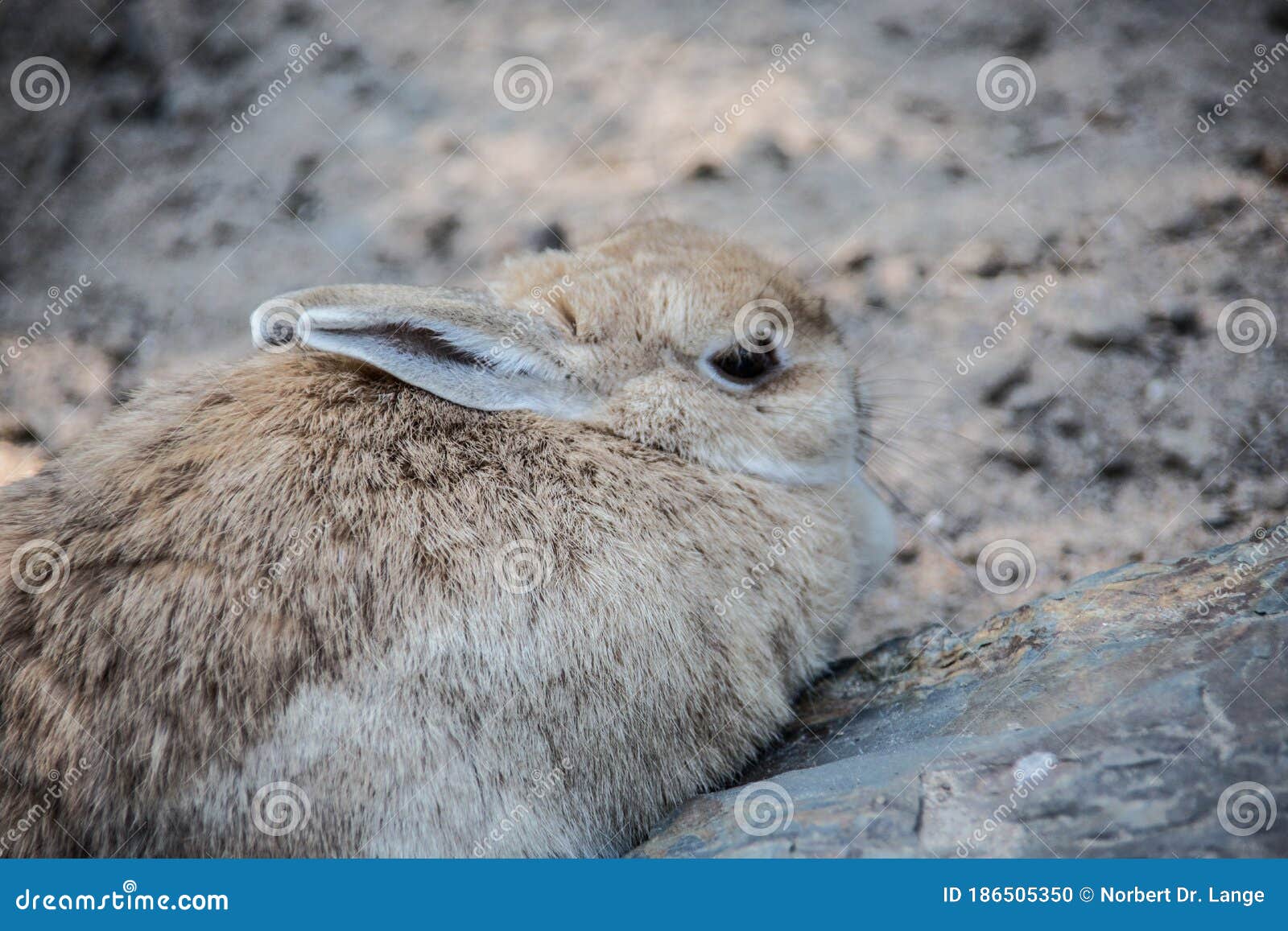 Bunnies in the field stock photo. Image of rodents, field - 186505350