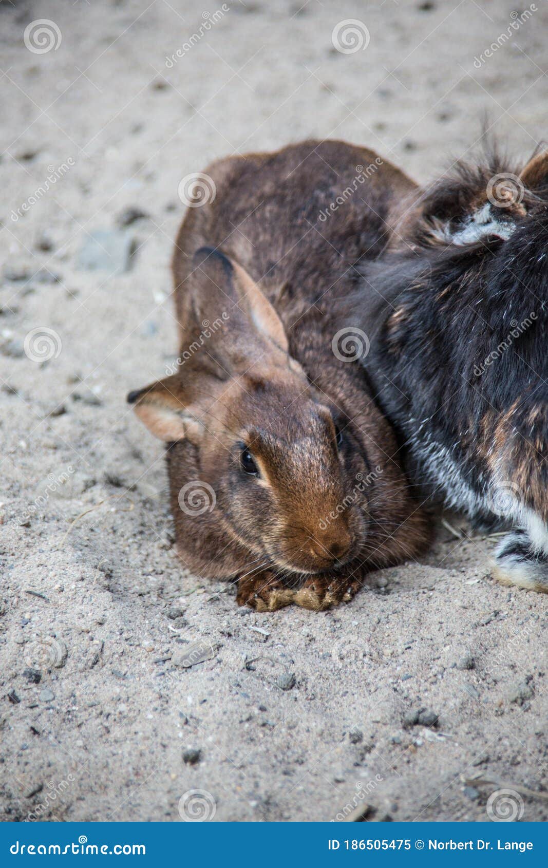 Bunnies in the field stock image. Image of mammals, rabbits - 186505475