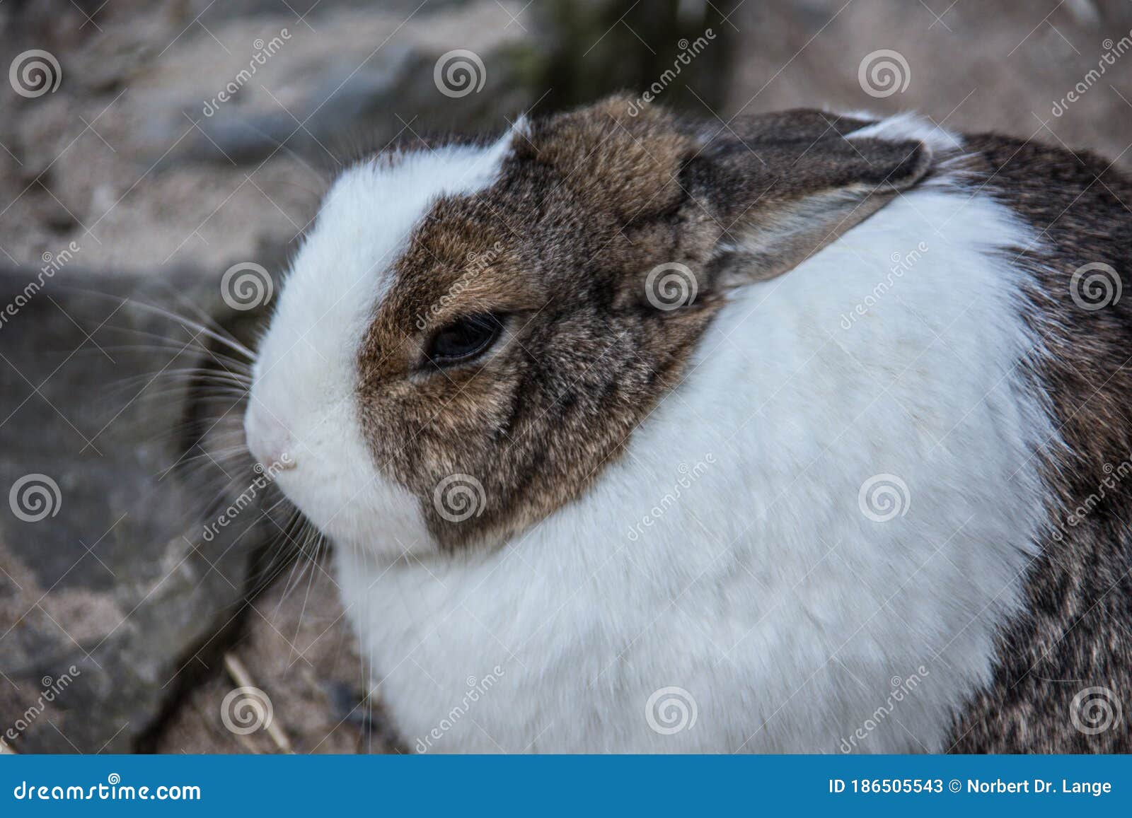 Bunnies in the field stock image. Image of sand, white - 186505543