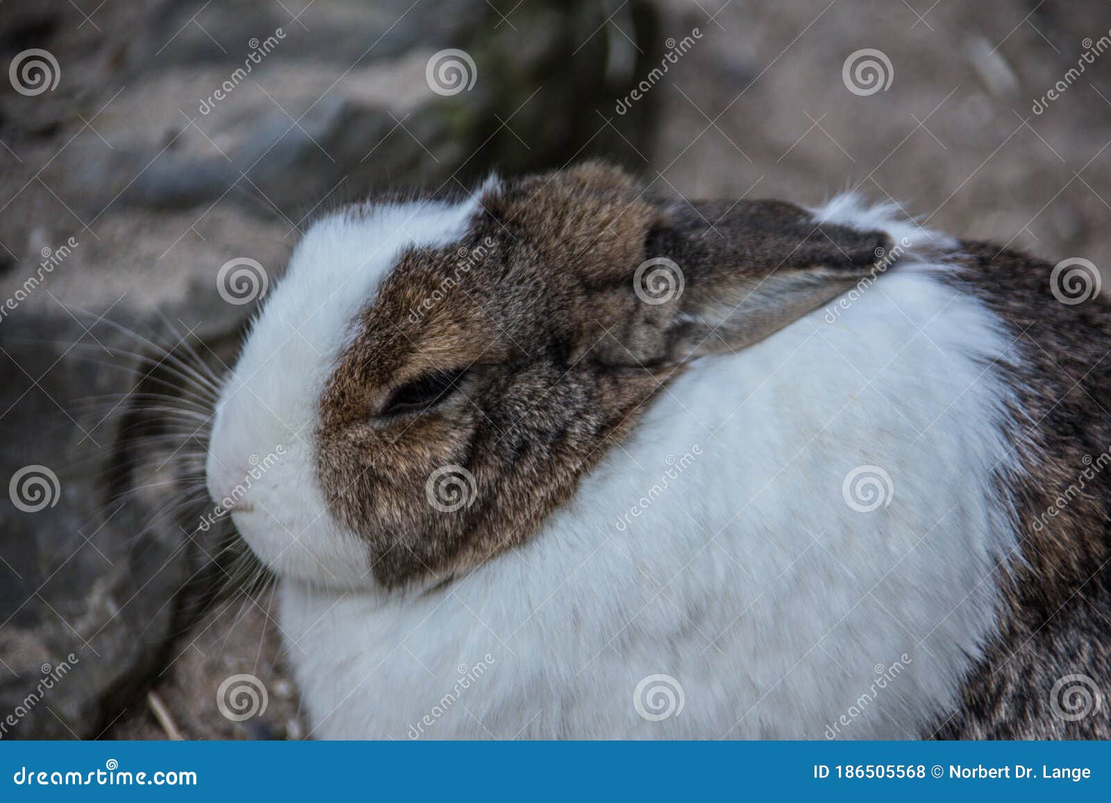 Bunnies in the field stock photo. Image of mammals, hare - 186505568