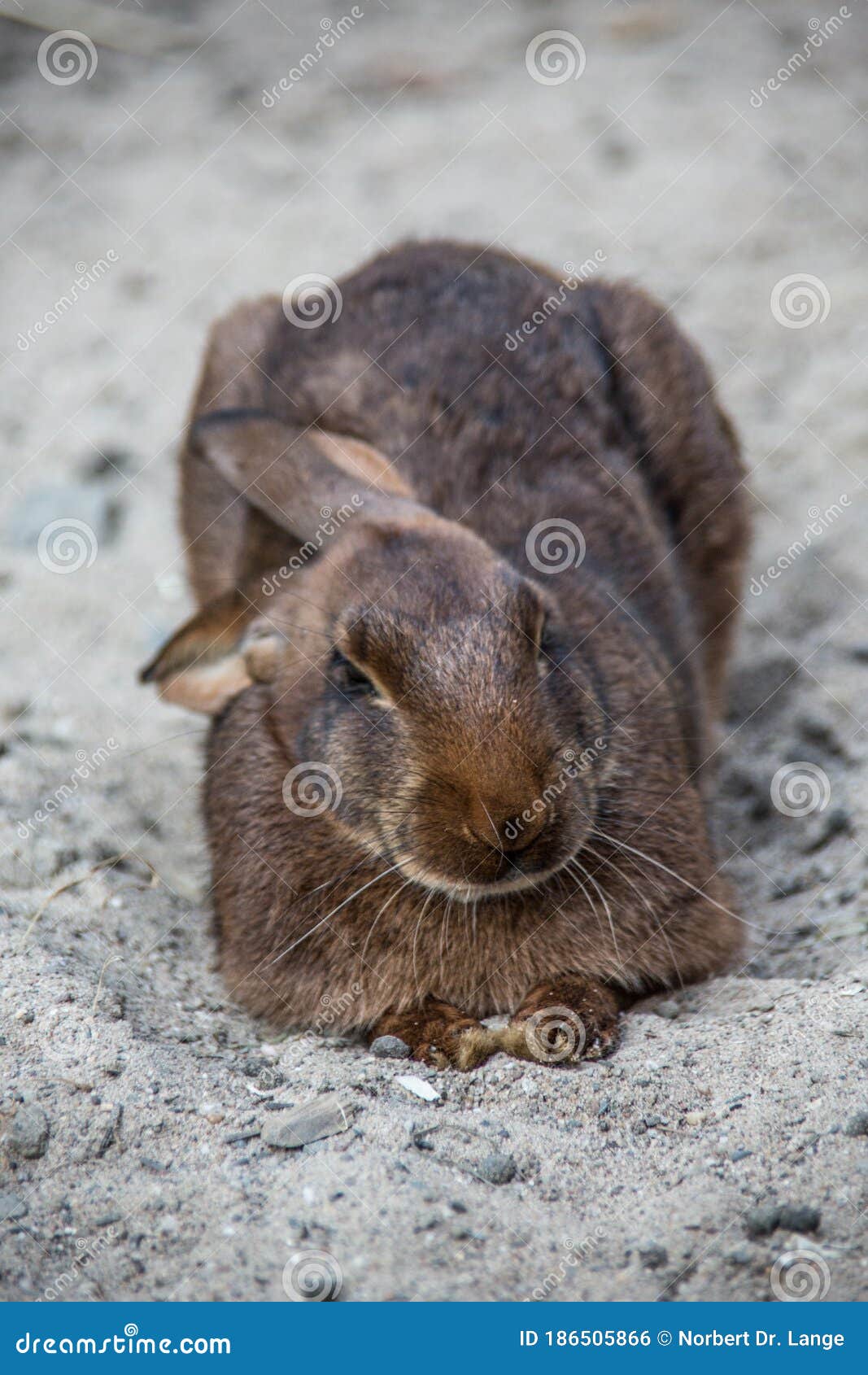 Bunnies in the field stock photo. Image of animals, rodents - 186505866