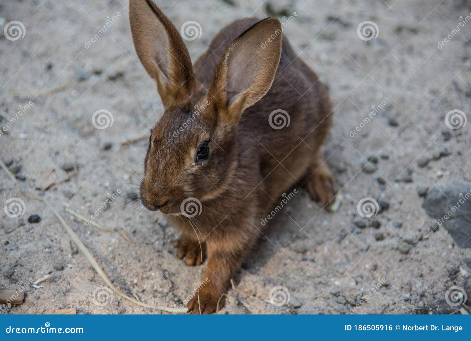 Bunnies in the field stock photo. Image of long, rodents - 186505916