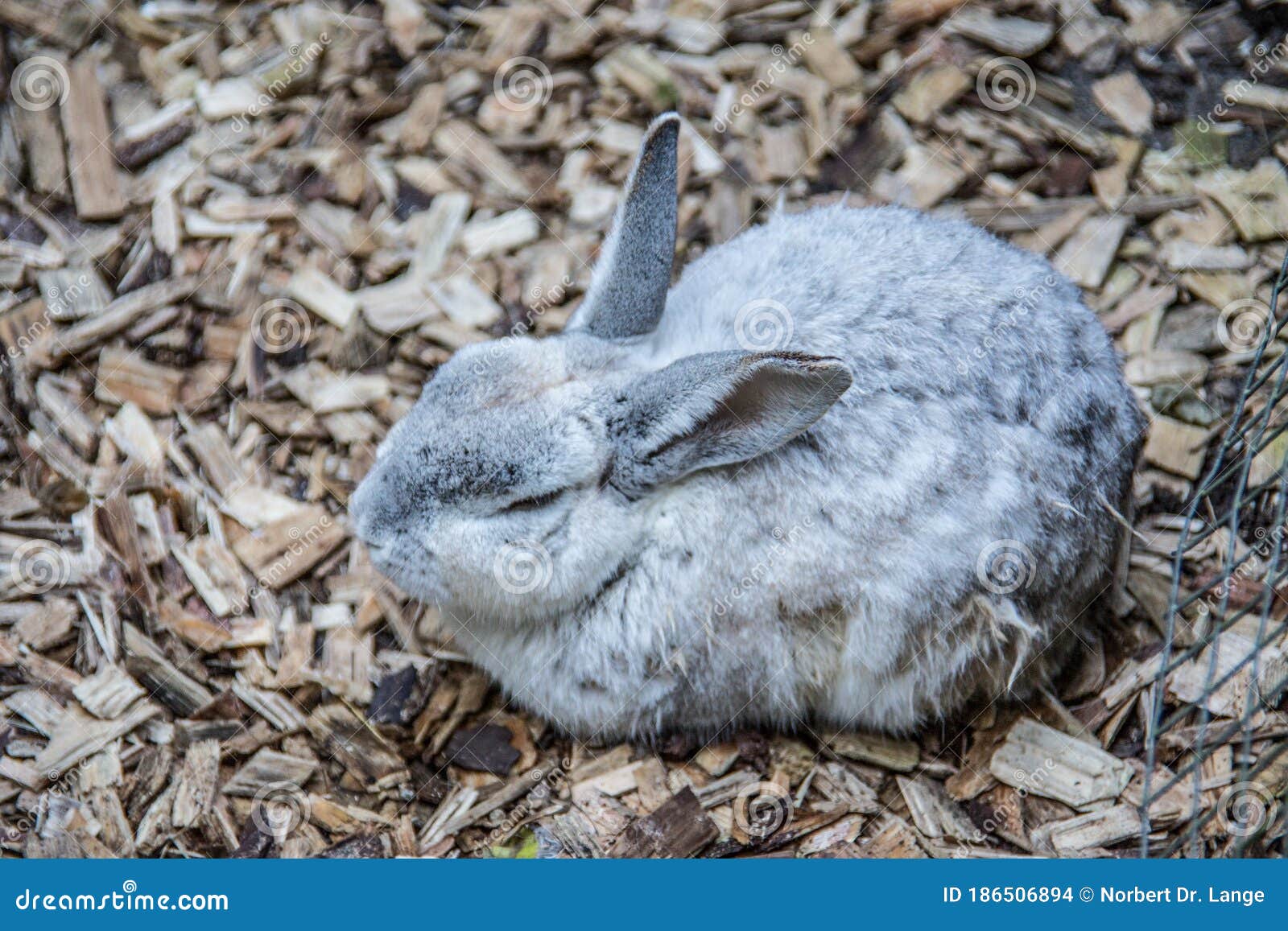 Bunnies in the field stock photo. Image of mammals, rabbits - 186506894