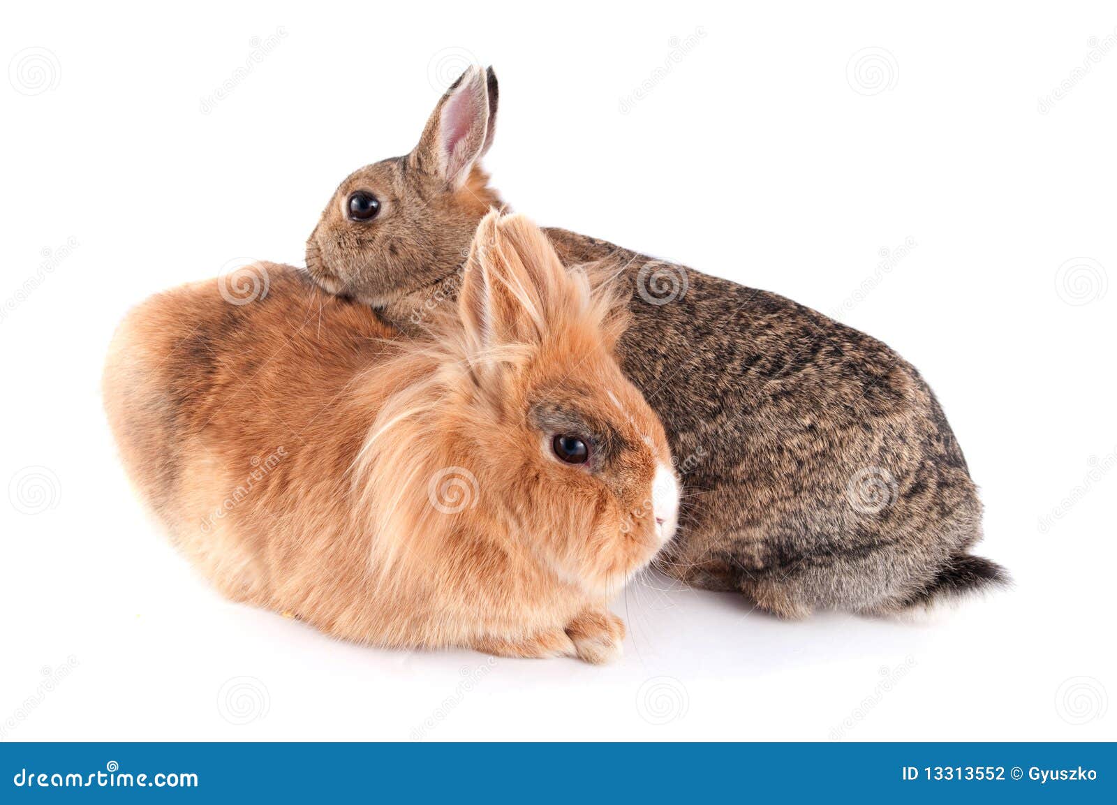 Bunny stock photo. Image of furry, little, brown, happy - 13313552