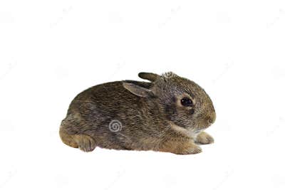 Bunny stock image. Image of small, rabbit, delicate, little - 15928835