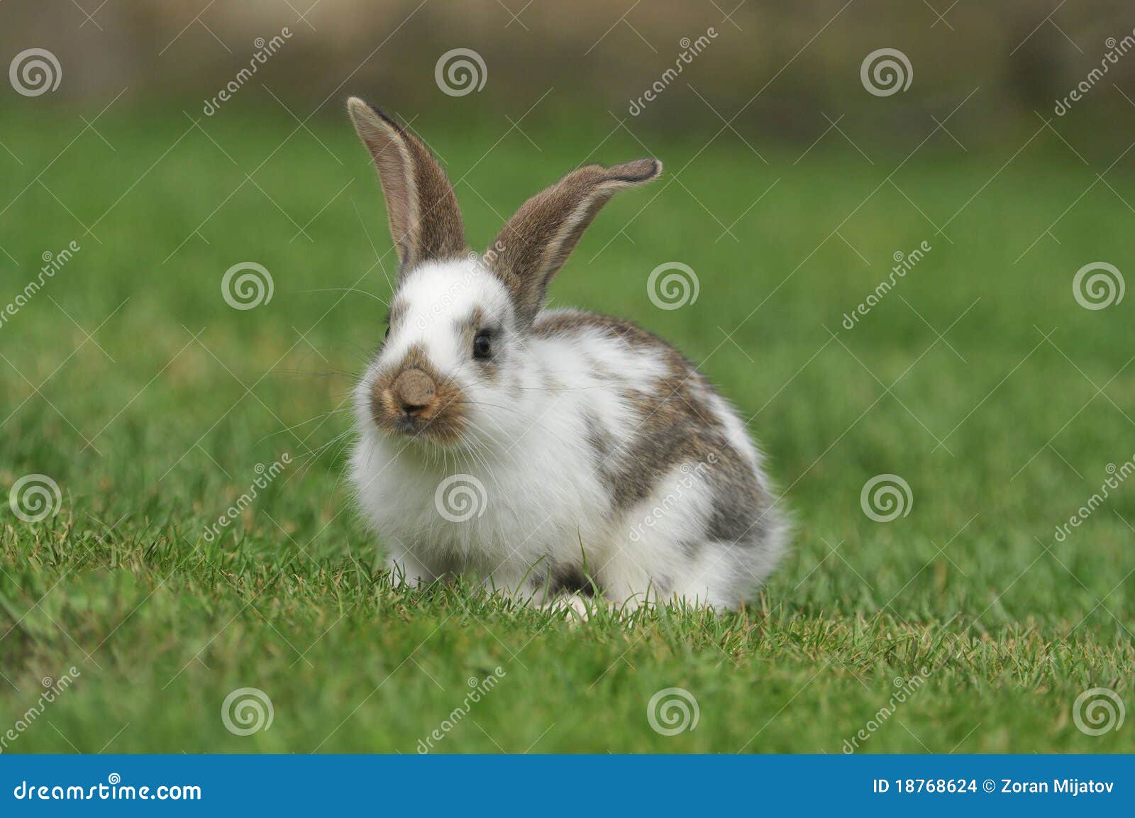 Bunny stock photo. Image of relax, rabbit, soft, love - 18768624
