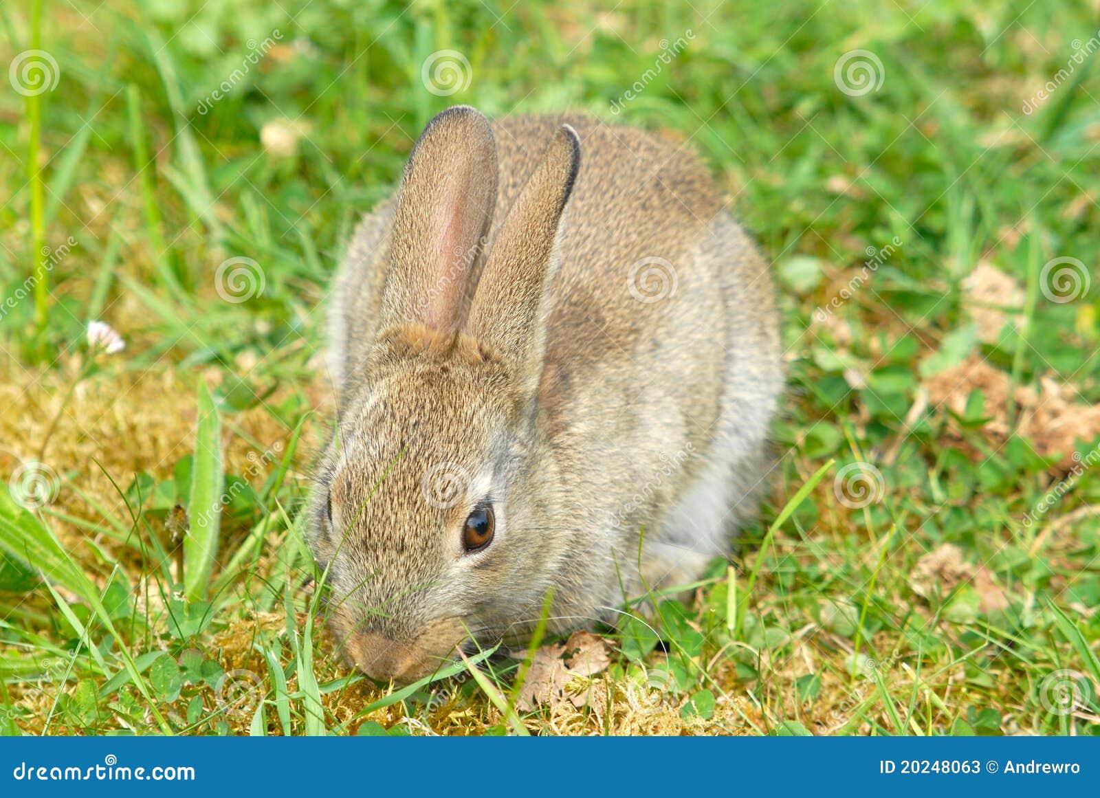 Bunny stock image. Image of mammal, holiday, background - 20248063