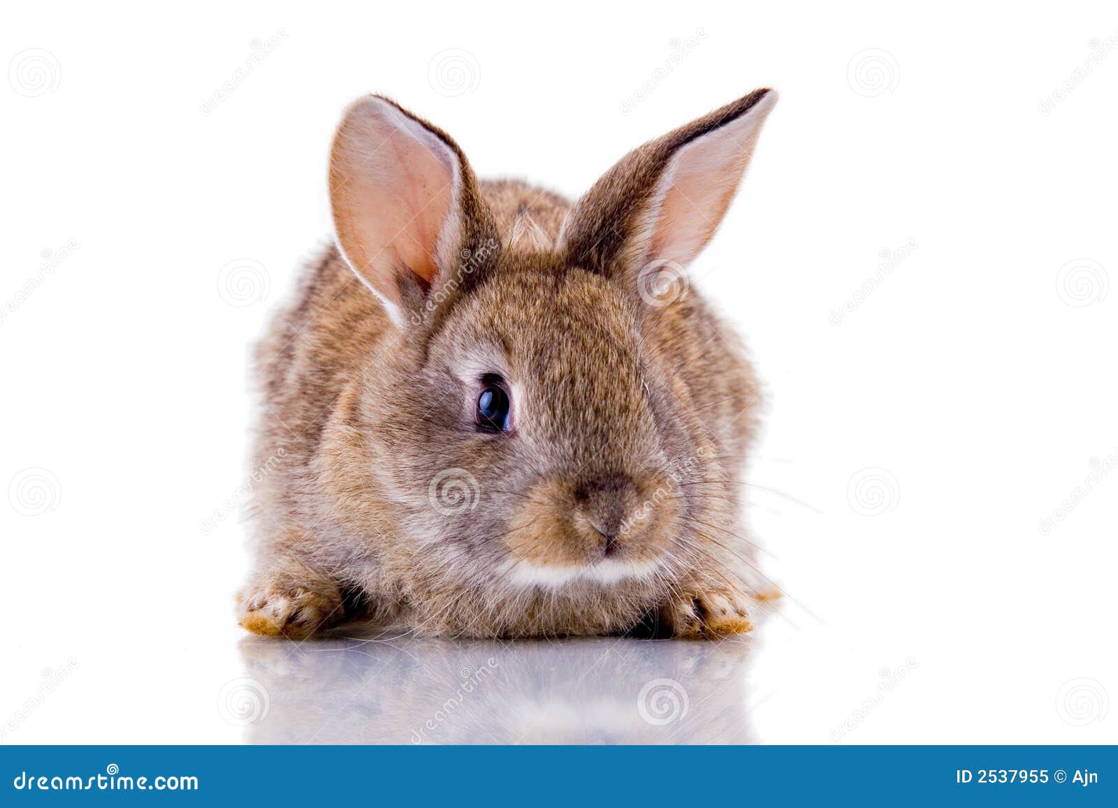 Bunny stock image. Image of fluffy, tame, fine, looking - 2537955
