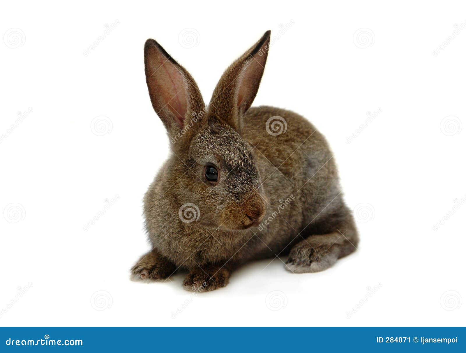 Bunny stock image. Image of rabit, isolated, animal, relax - 284071