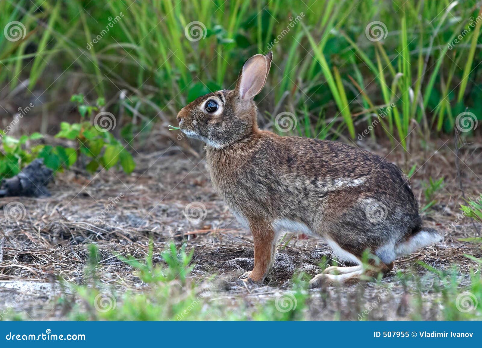 Bunny stock image. Image of eyes, hare, bunnies, cotton - 507955