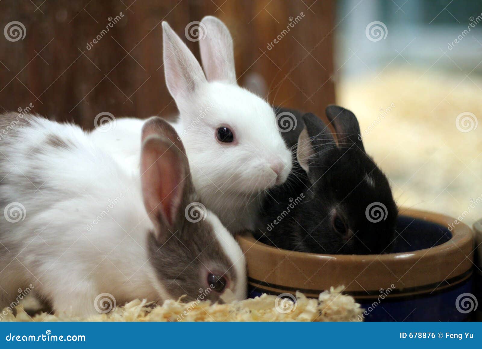 Bunny stock photo. Image of bunny, cute, rabbit, funny - 678876
