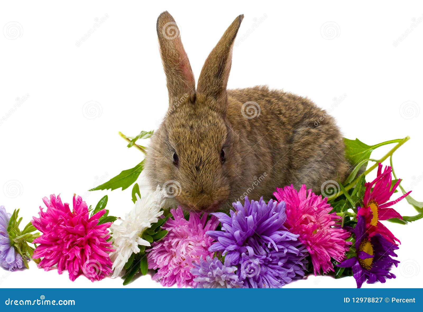 Bunny and aster flowers stock image. Image of sitting - 12978827