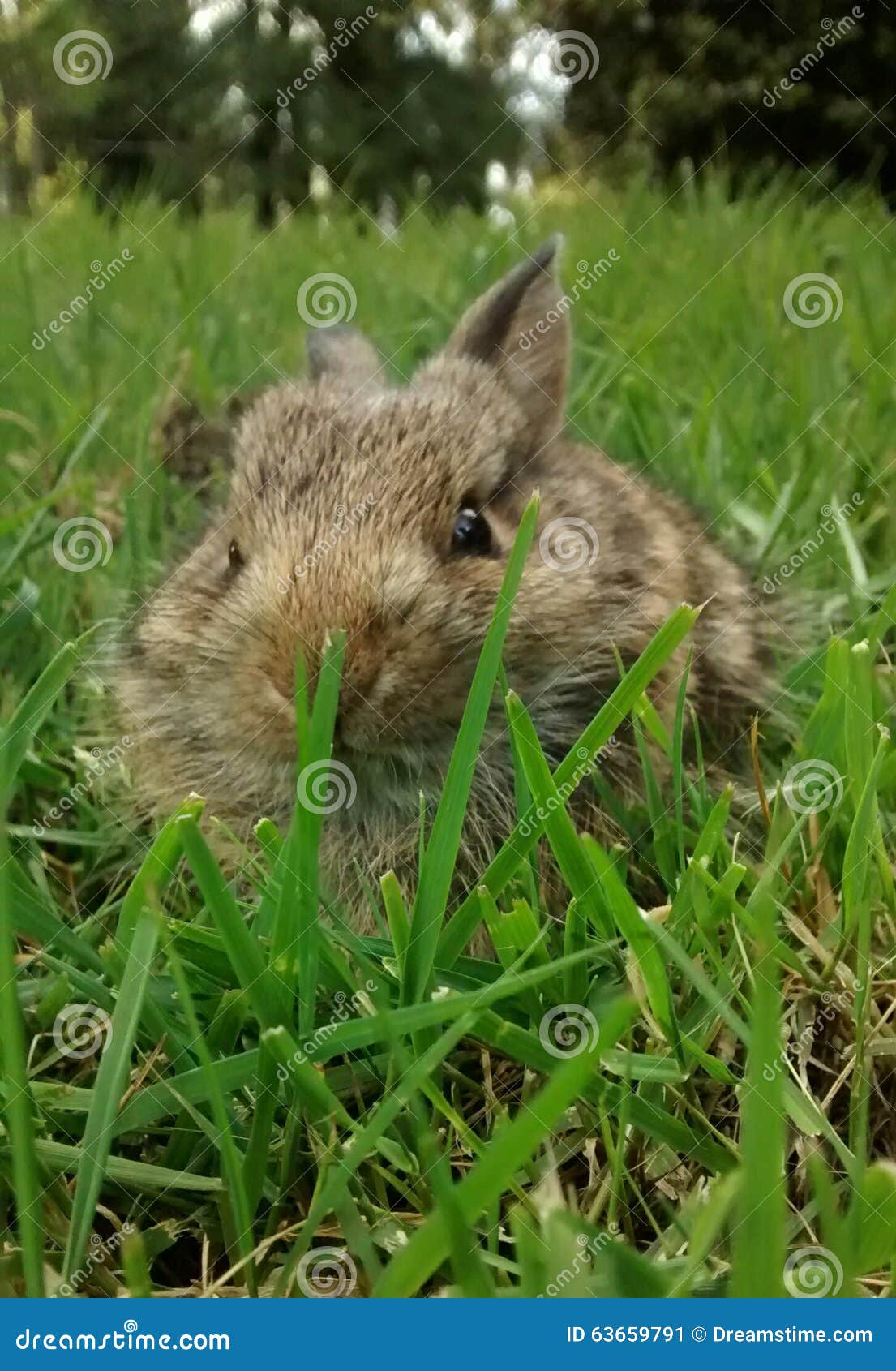 Bunny stock image. Image of cute, bunny, grass, small - 63659791