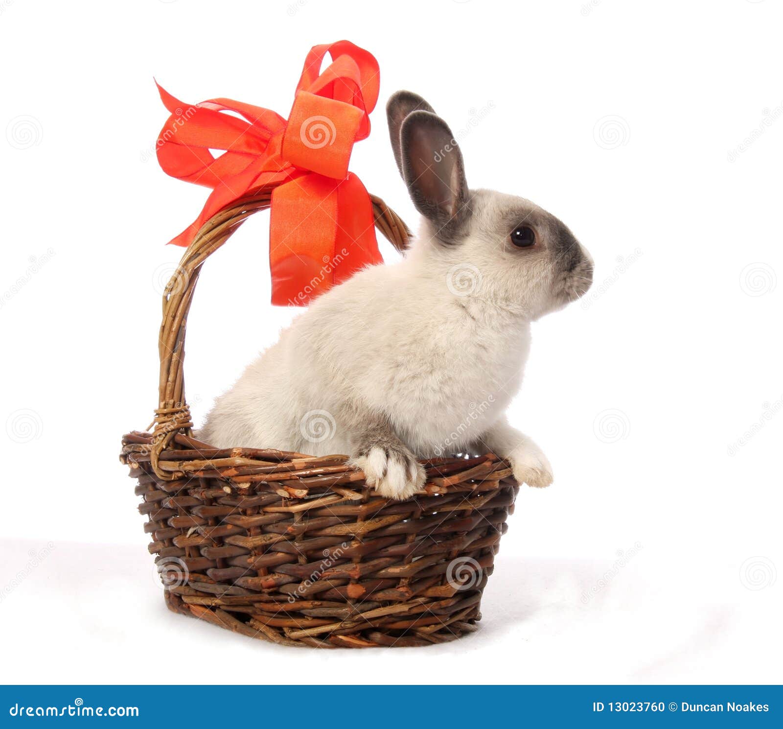 Bunny in Basket stock photo. Image of animal, whiskers - 13023760