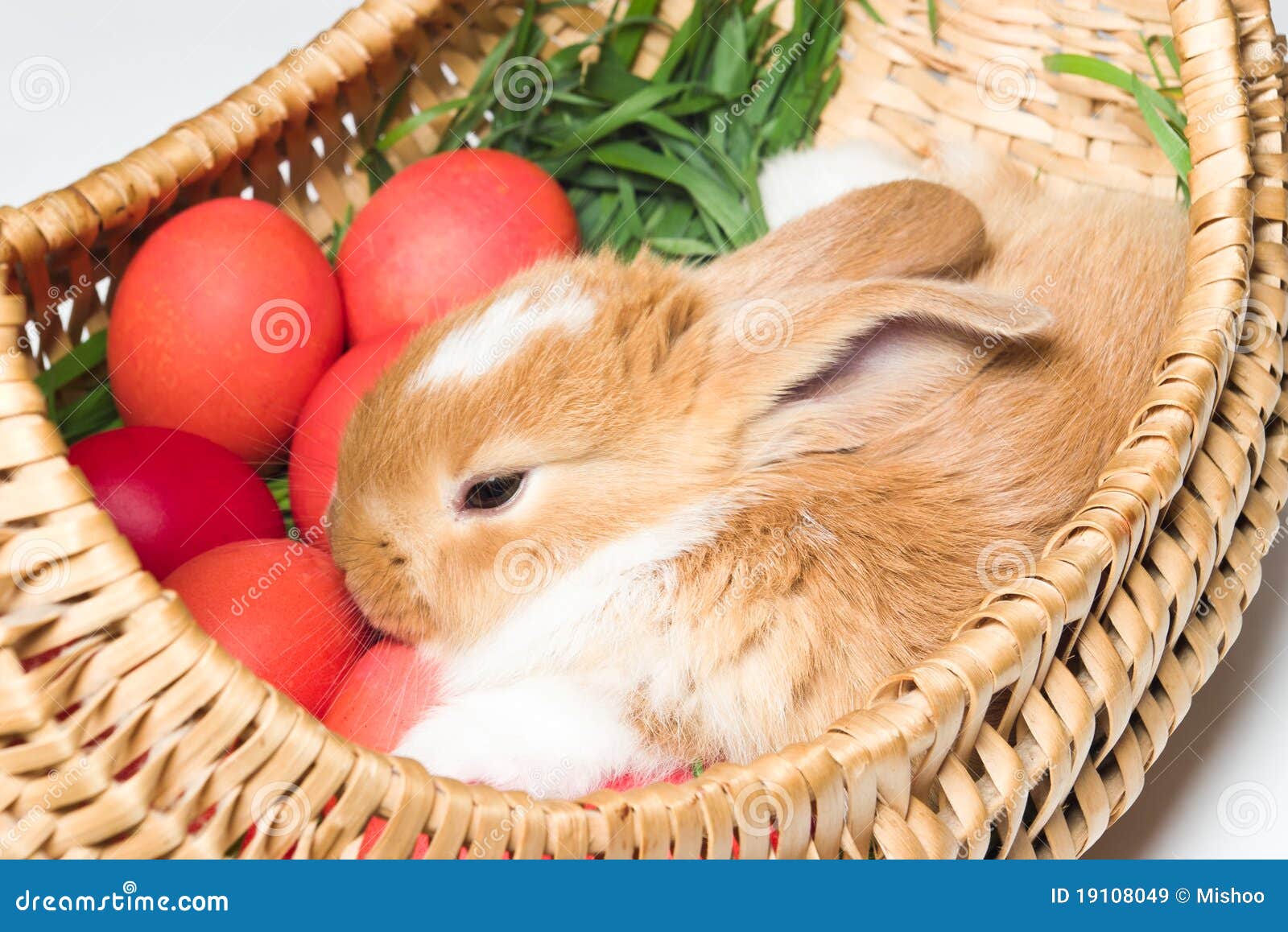 Bunny in basket stock image. Image of rodent, young, easter - 19108049