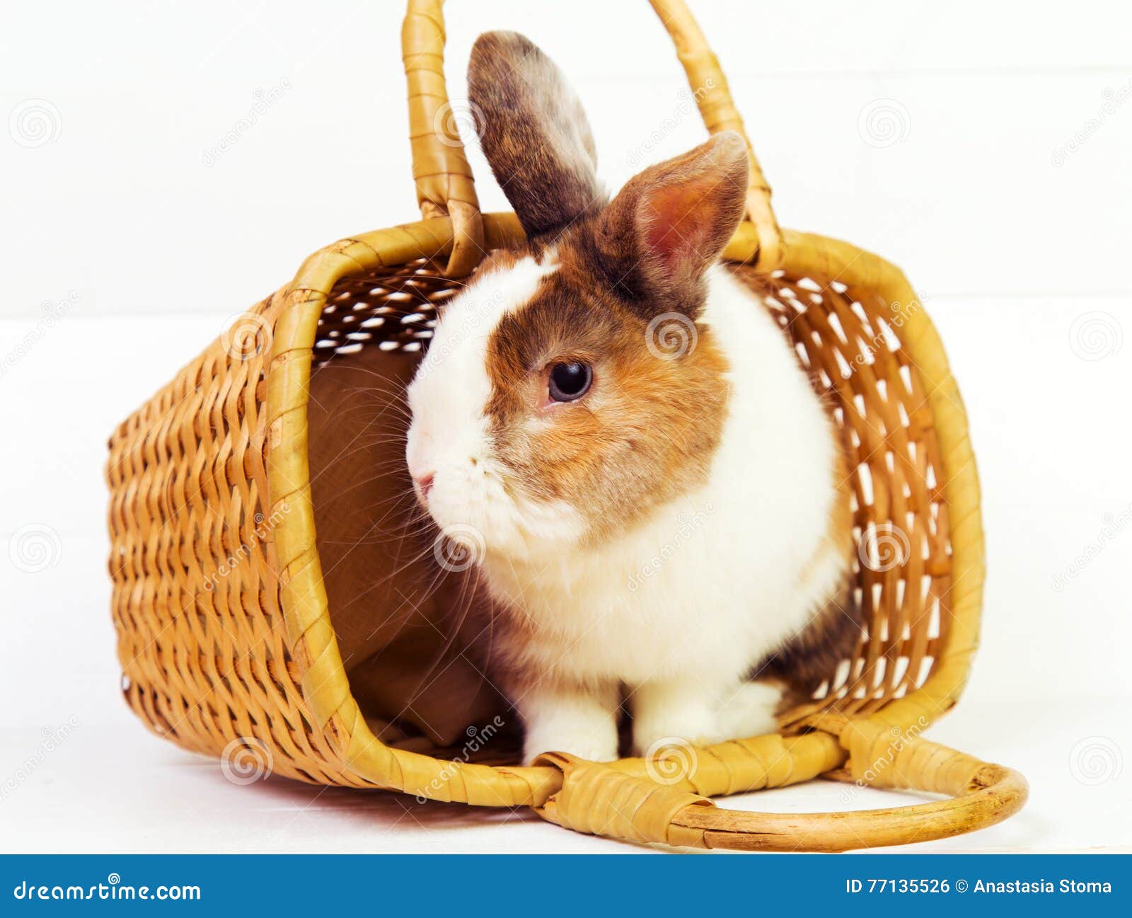 Bunny in a basket stock photo. Image of basket, domestic - 77135526