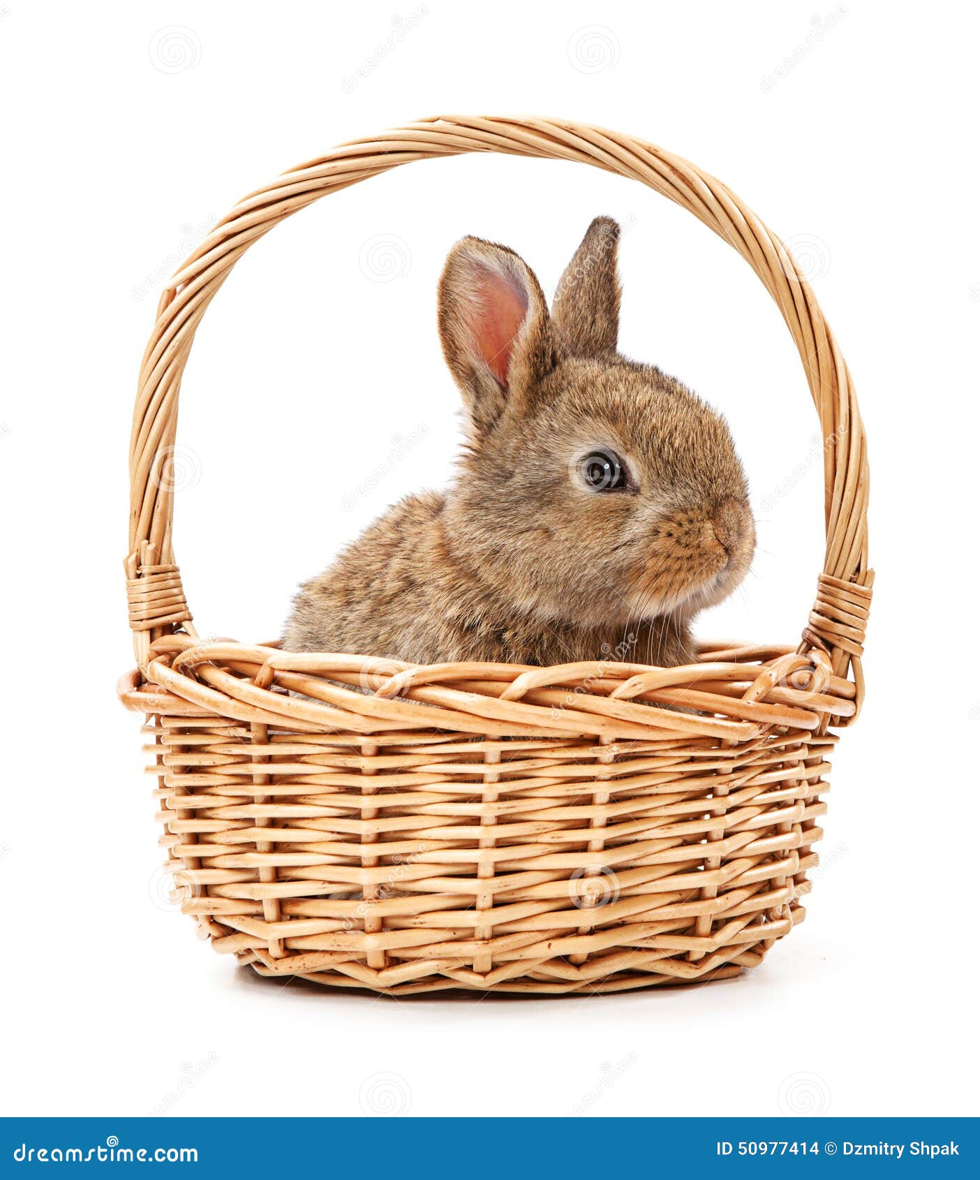 Bunny in a Basket Isolated on White Background Stock Photo - Image of ...