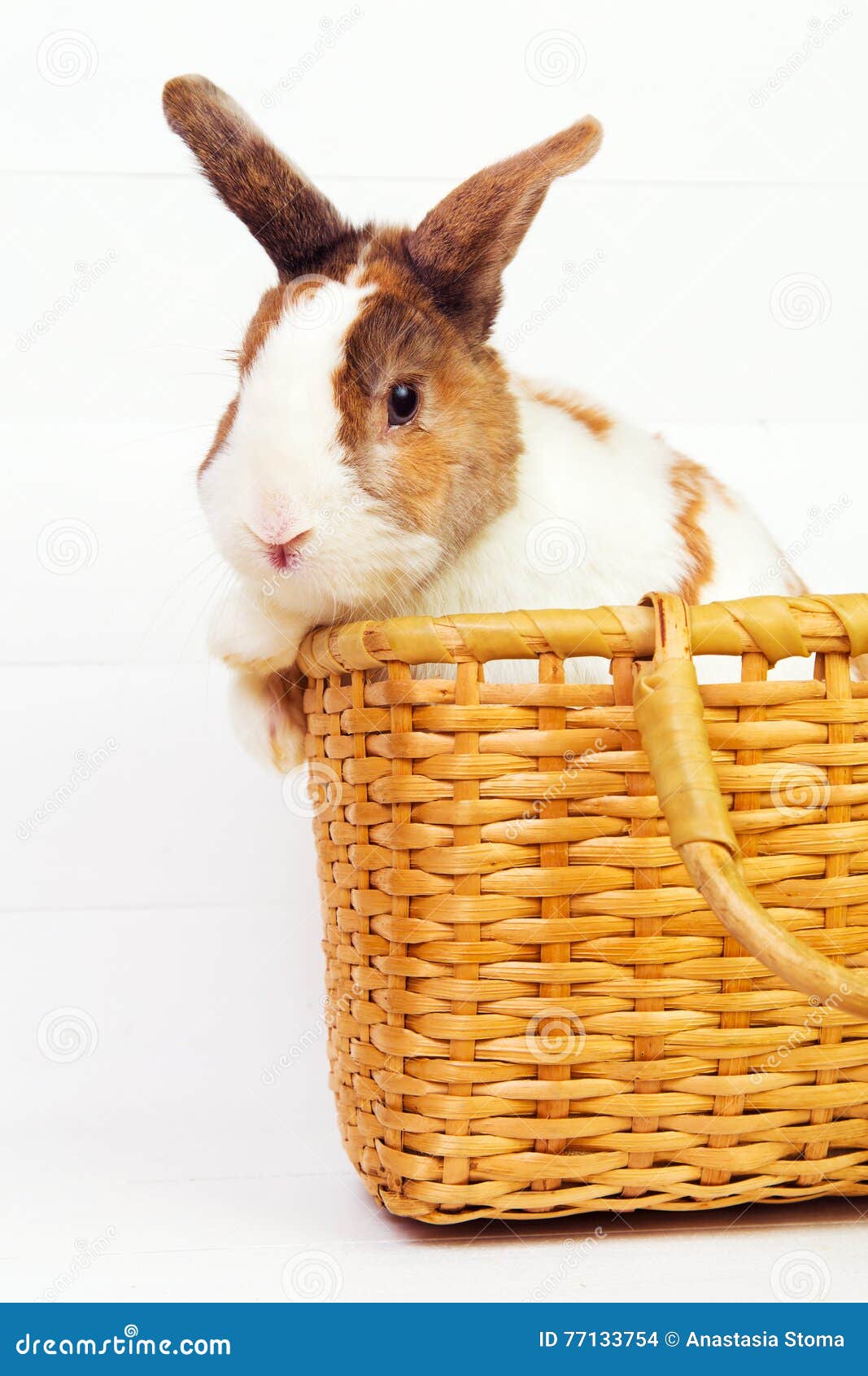 Bunny in a basket stock photo. Image of bunny, smooth - 77133754