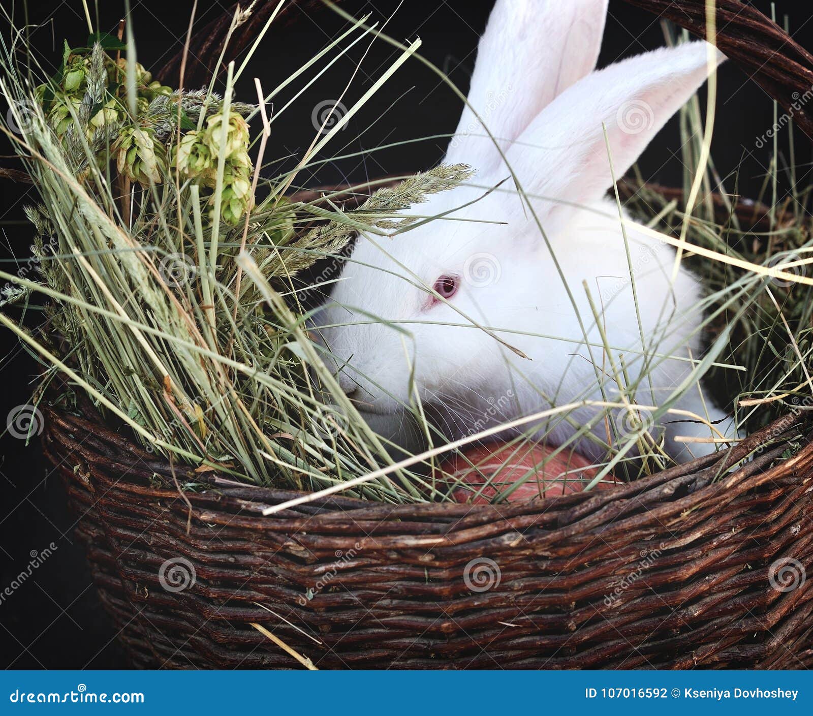 Bunny in the basket stock photo. Image of harvest, closeup - 107016592